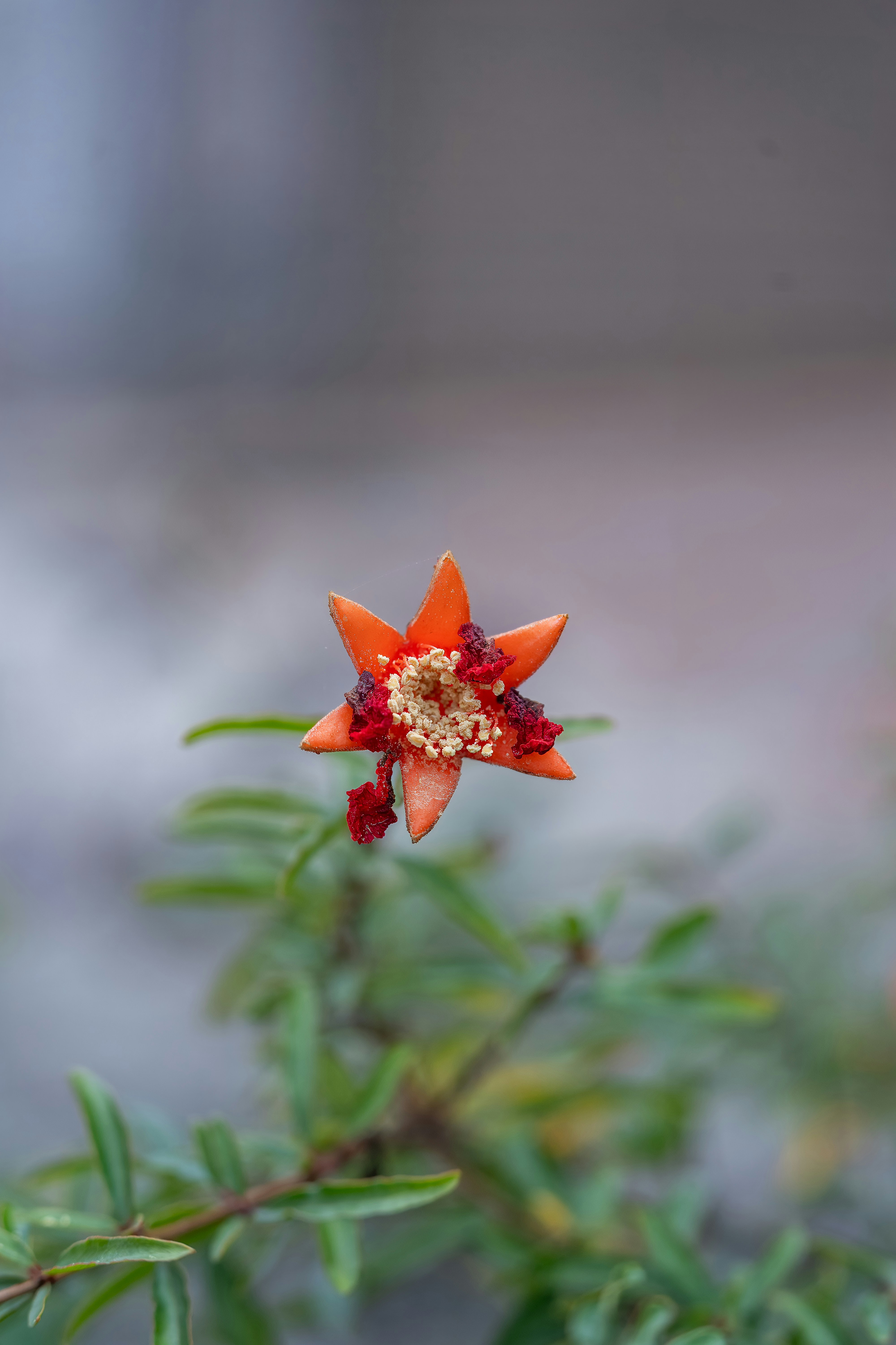 Orange Starflower in Soft Focus Garden