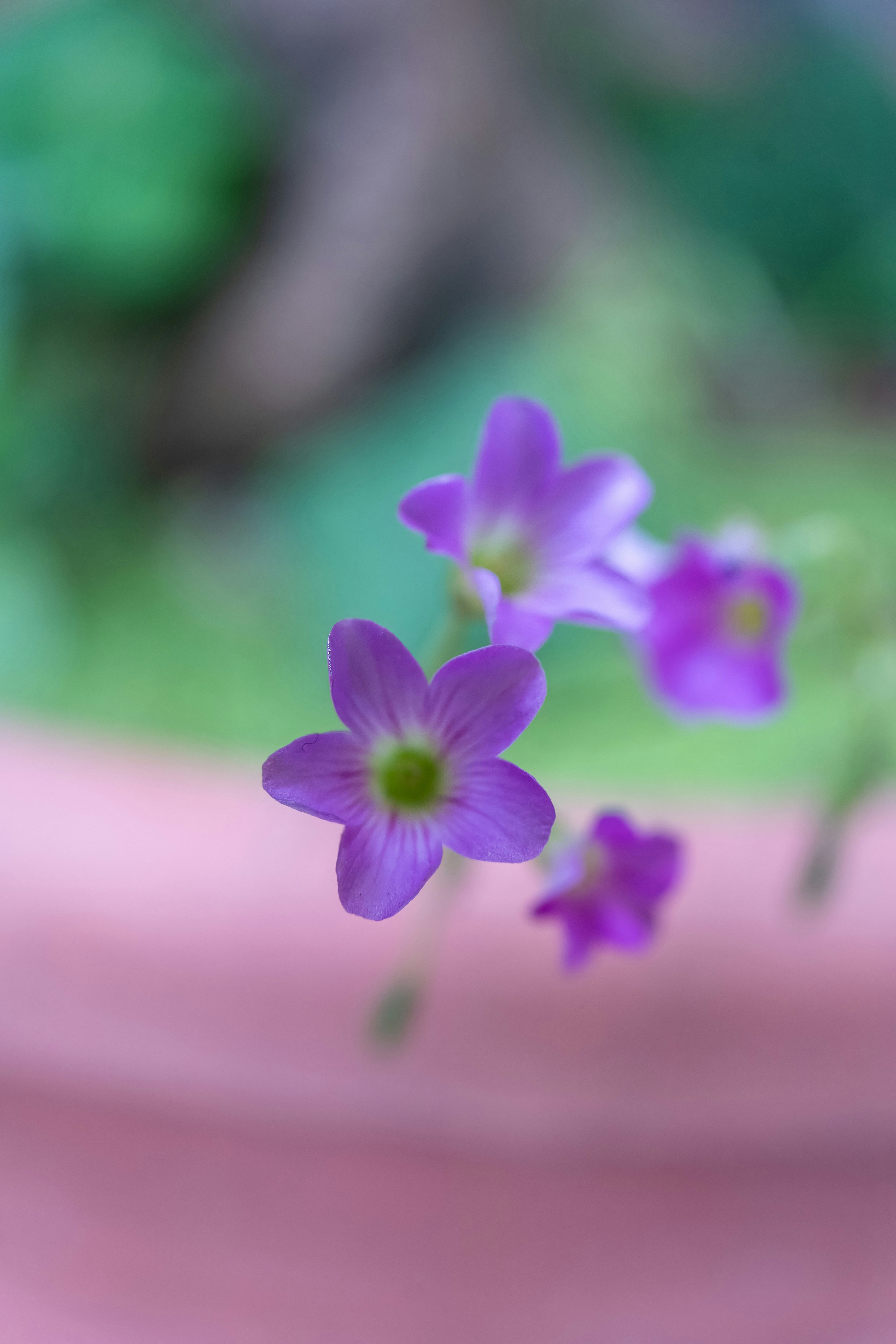 Macro Moment: Violet Petals in a Soft-Focus Garden