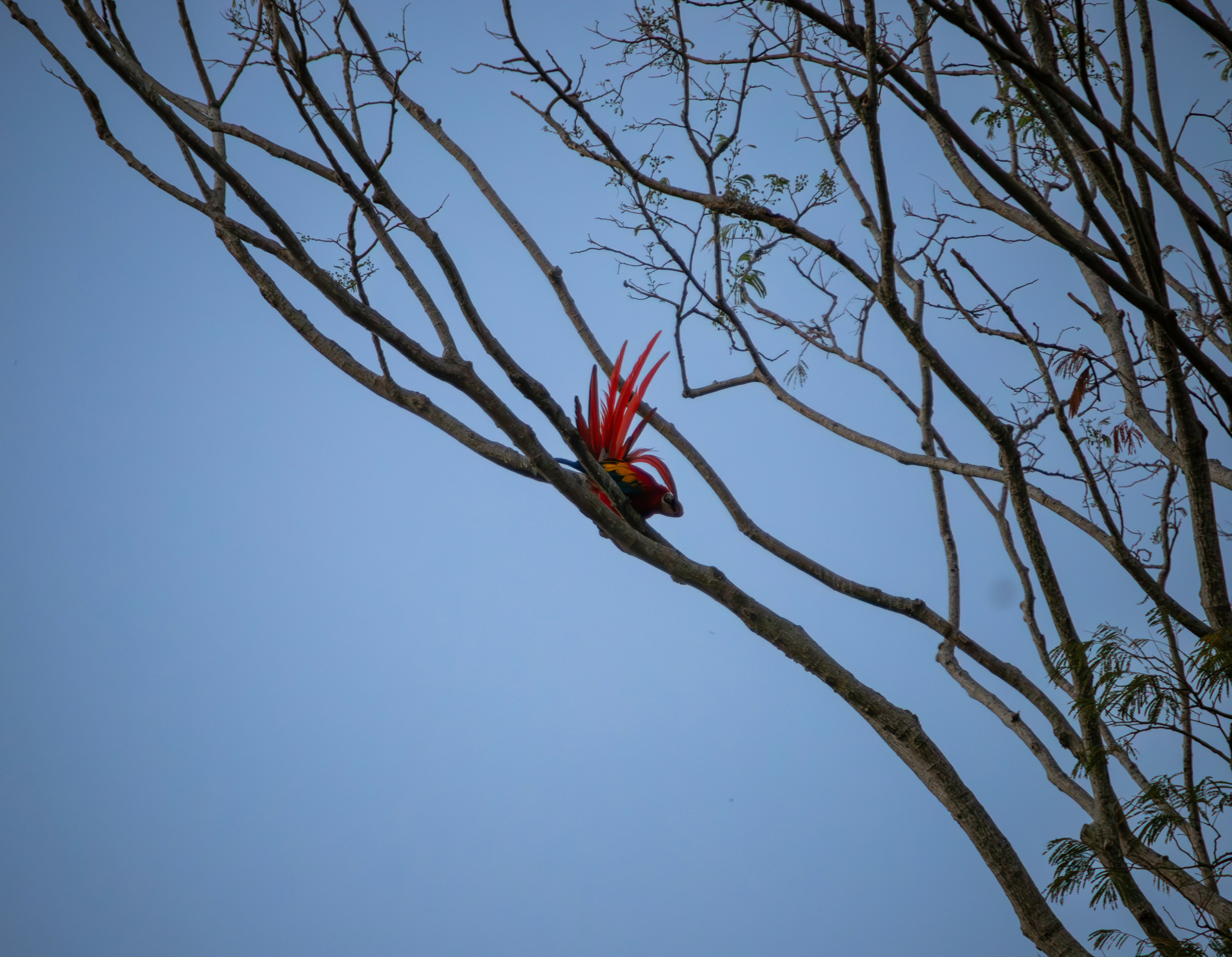 Scarlet Macaw Perched Among Wind-Stripped Branches Under Open Blue Sky
