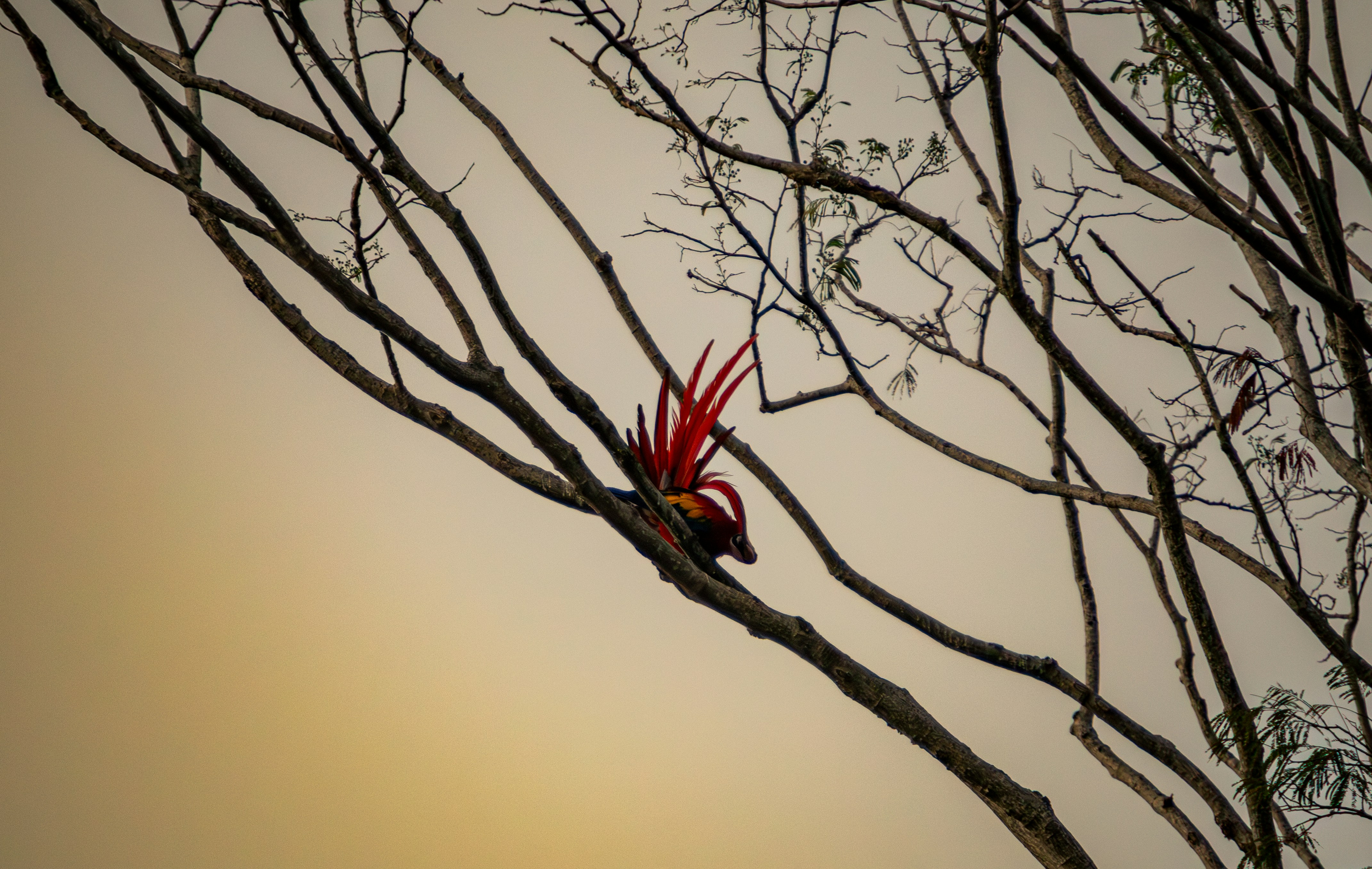Scarlet Macaw on a Bare Branch, Set Against a Warm, Blurred Backdrop