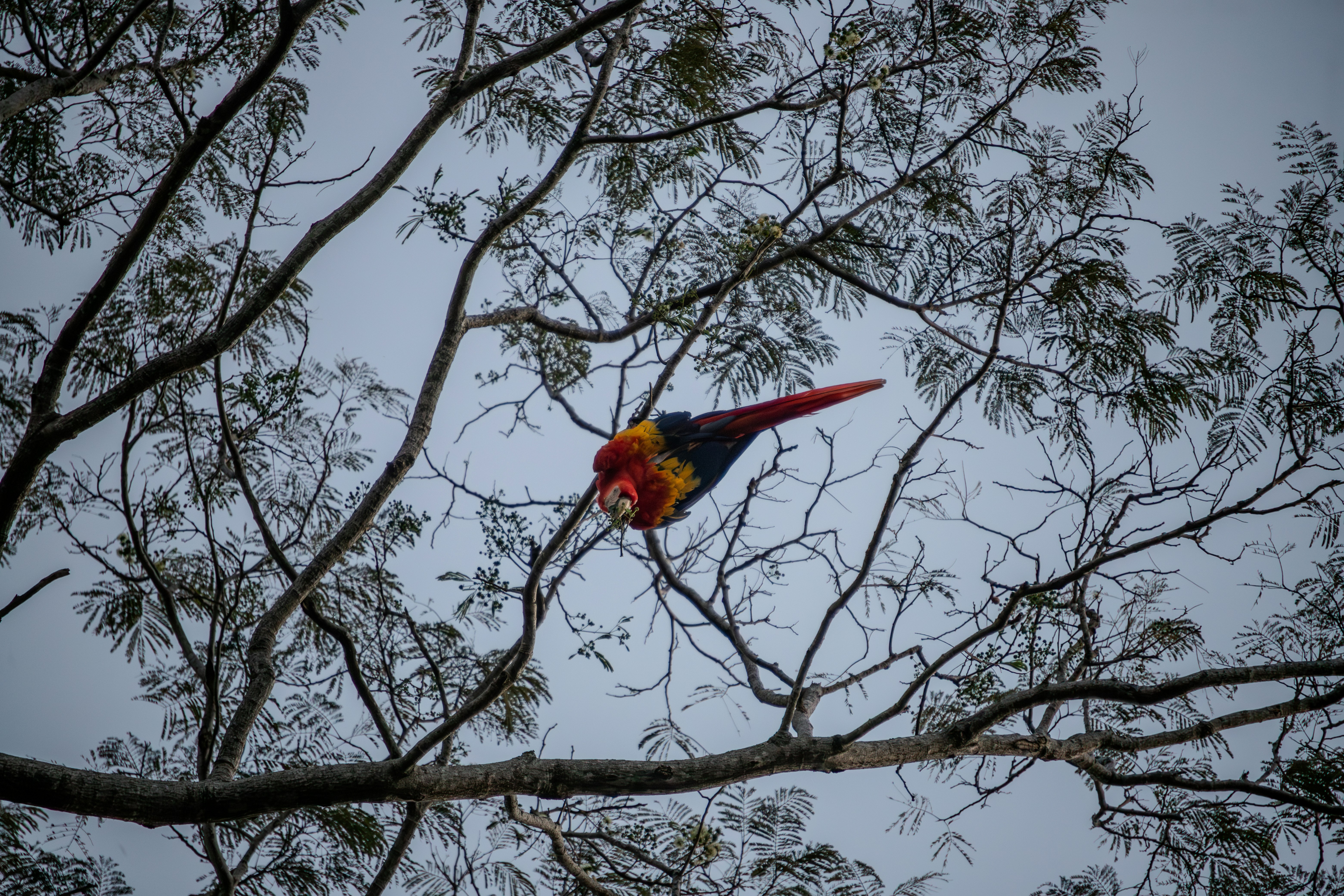 Crimson and saffron parrot on a tangle of branches against a pale sky