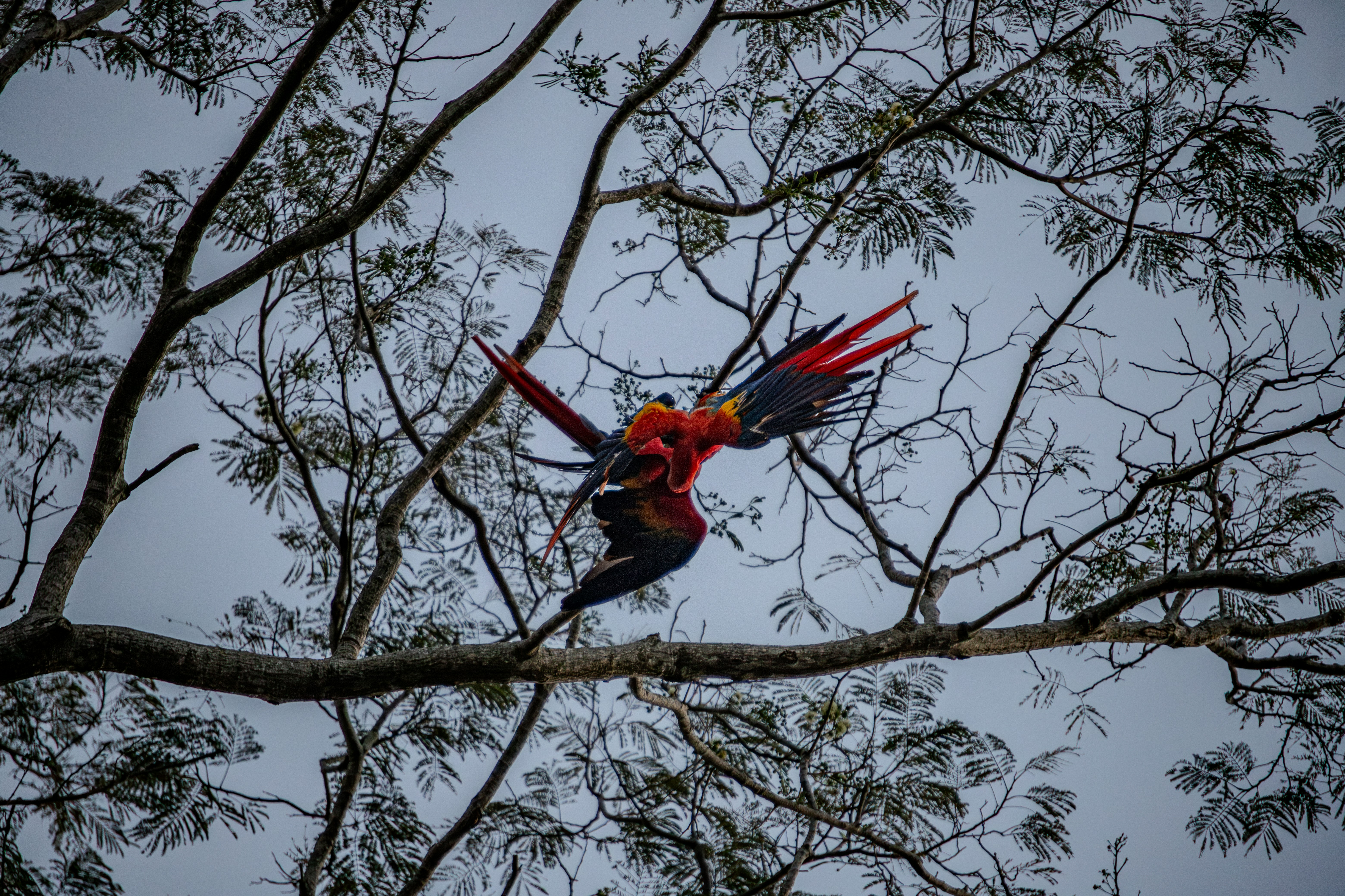 Crimson Macaw Weaves Through a Lattice of Branches
