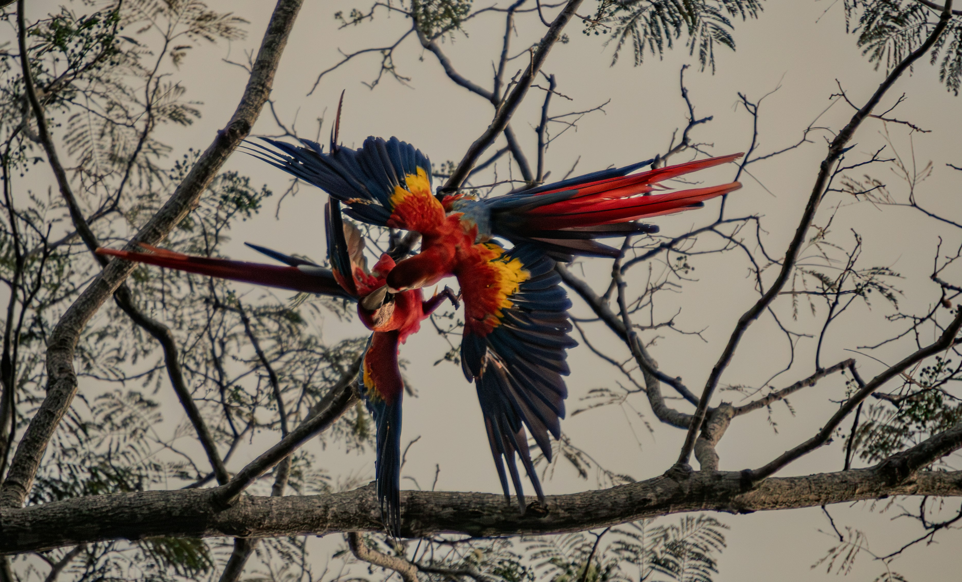 Scarlet Macaw in Midflight: Wings Span Across a Tangle of Branches