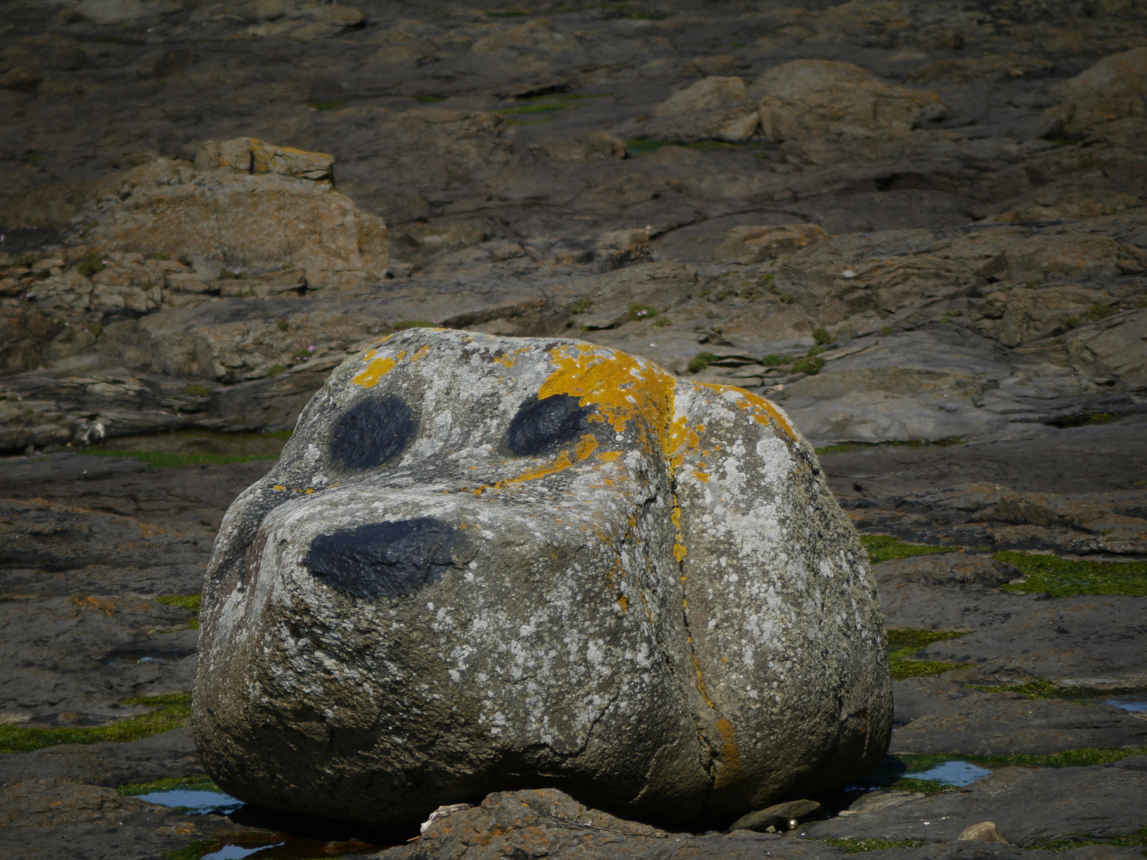 Photograph of a weathered rock shaped like a dog with painted eyes and nose among rugged tidal stones.