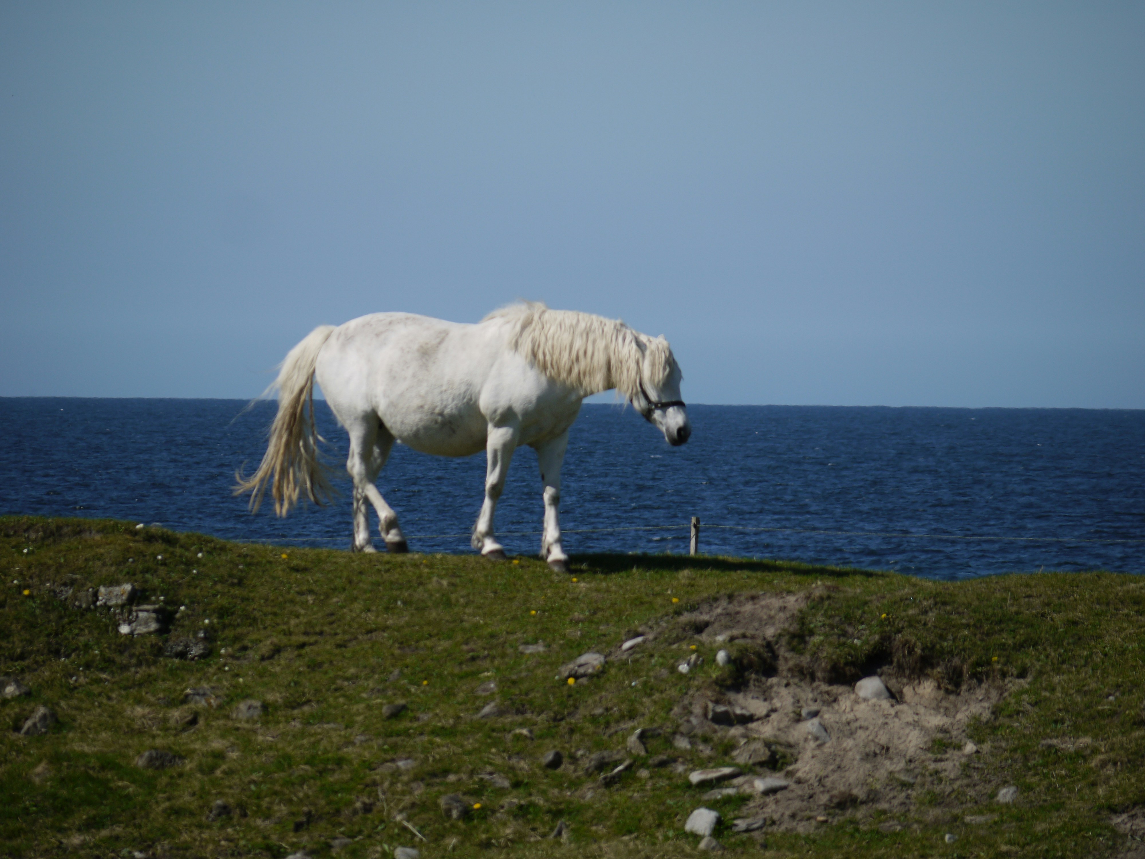 Edge of the Sea: A White Mare Pauses on the Wind-Swept Shore