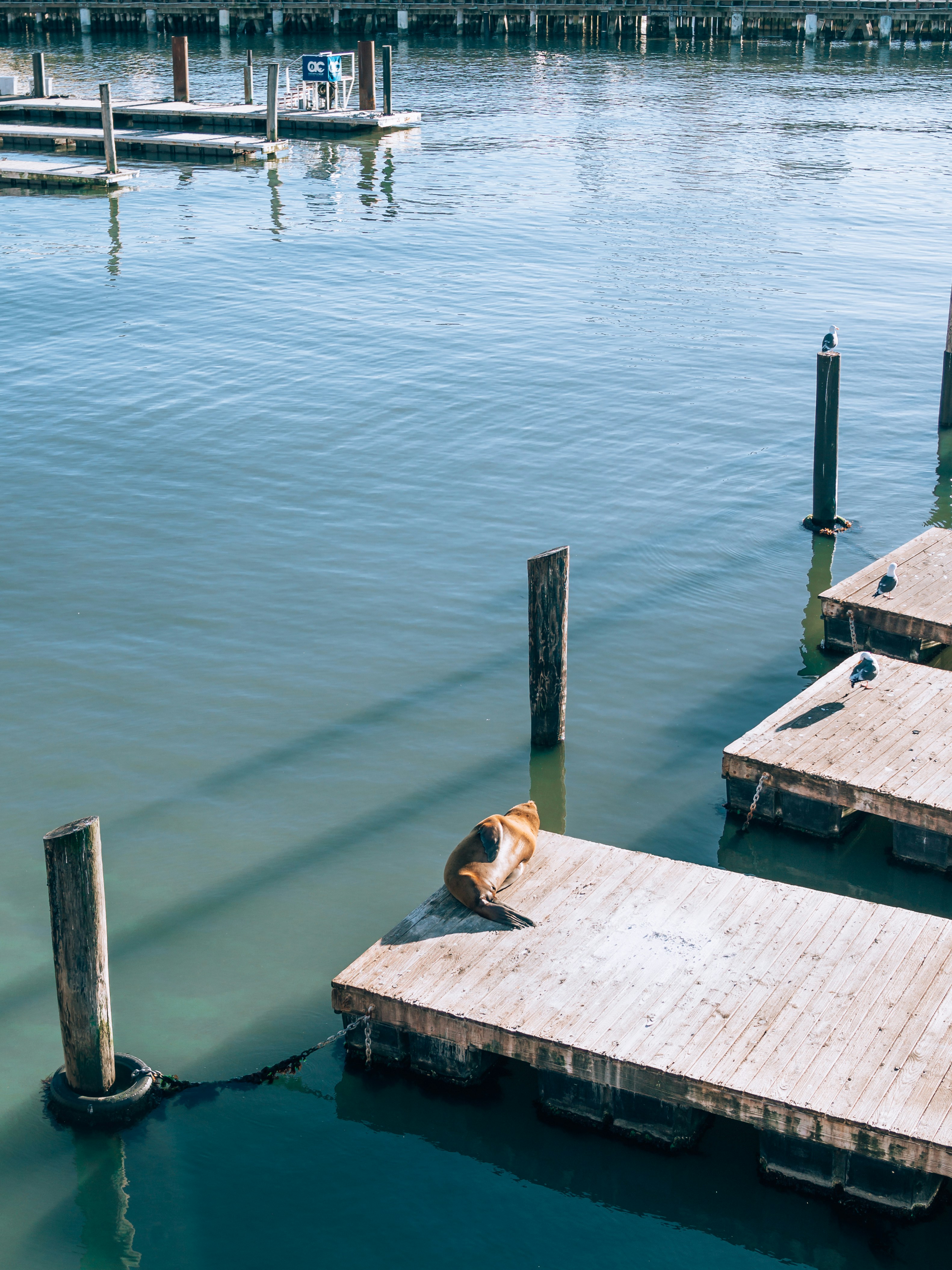 A dog is laying on a dock in the water photo – Free San francisco Image ...