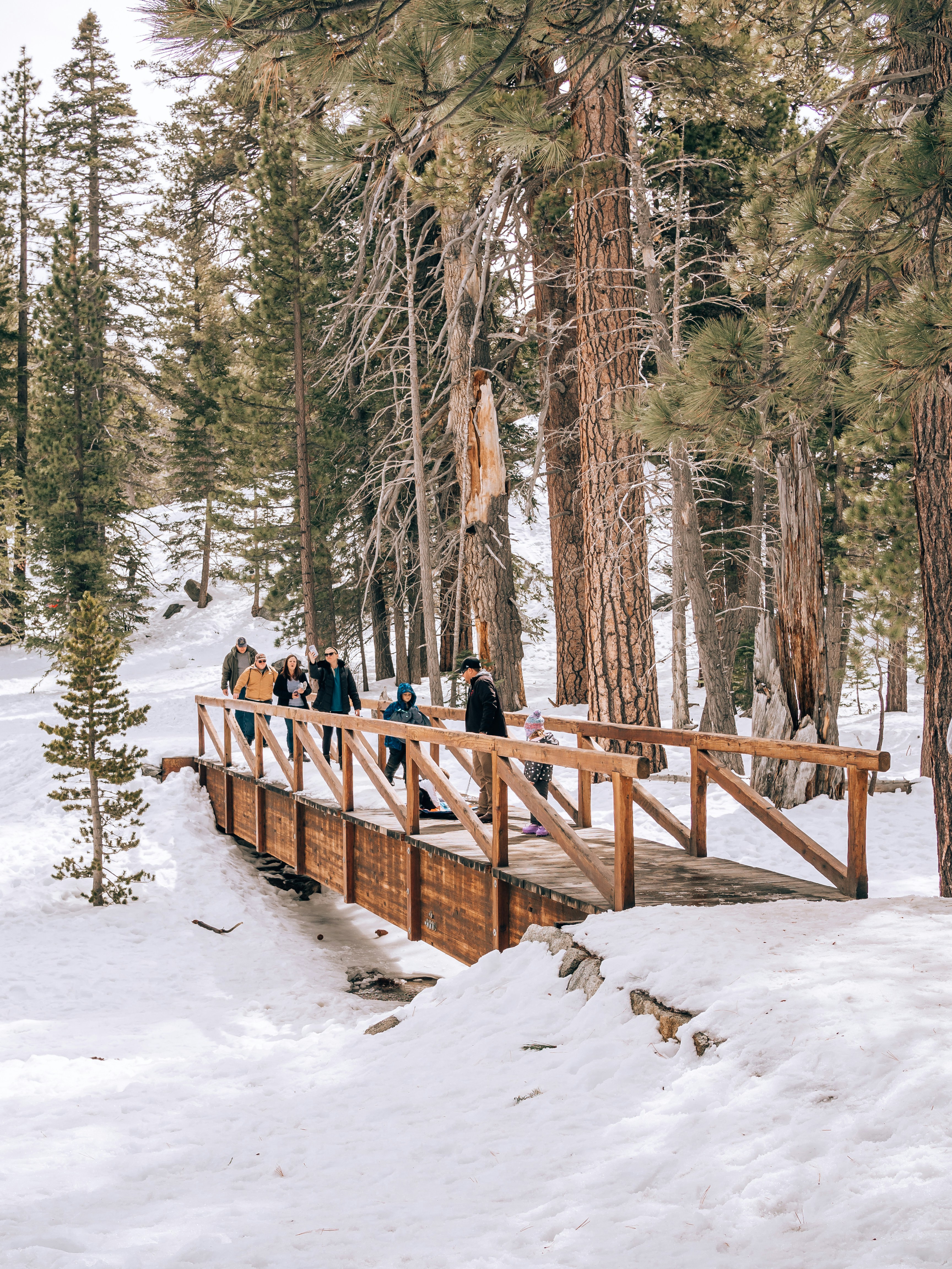 Snowbound Crossing: Hikers on a Rustic Bridge Through a Pine Forest