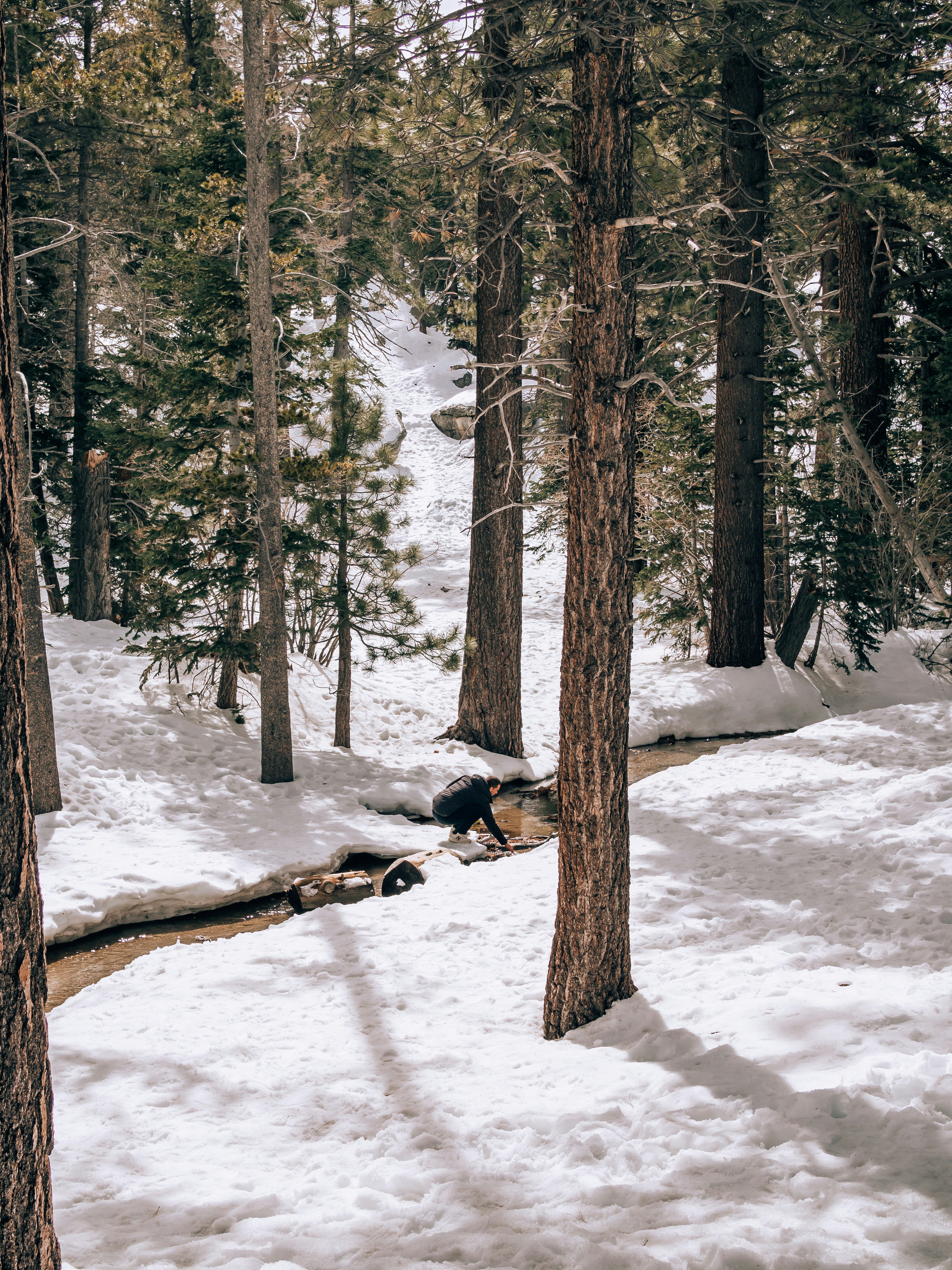Winter Creekside Quiet: A Figure by the Snowy Pines
