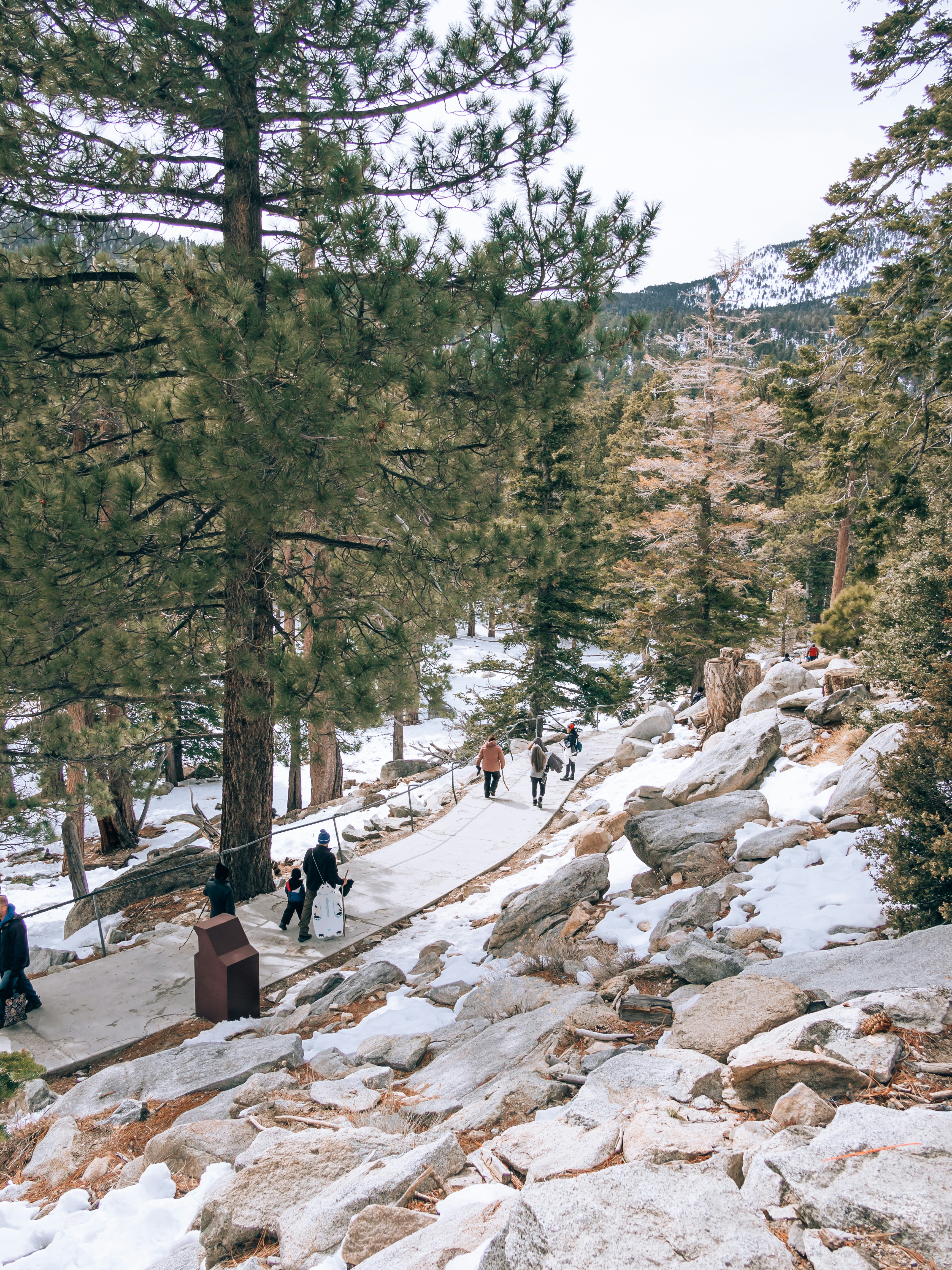 Snow-Dusted Pine Trail: Hikers Navigate a Rocky Winter Path