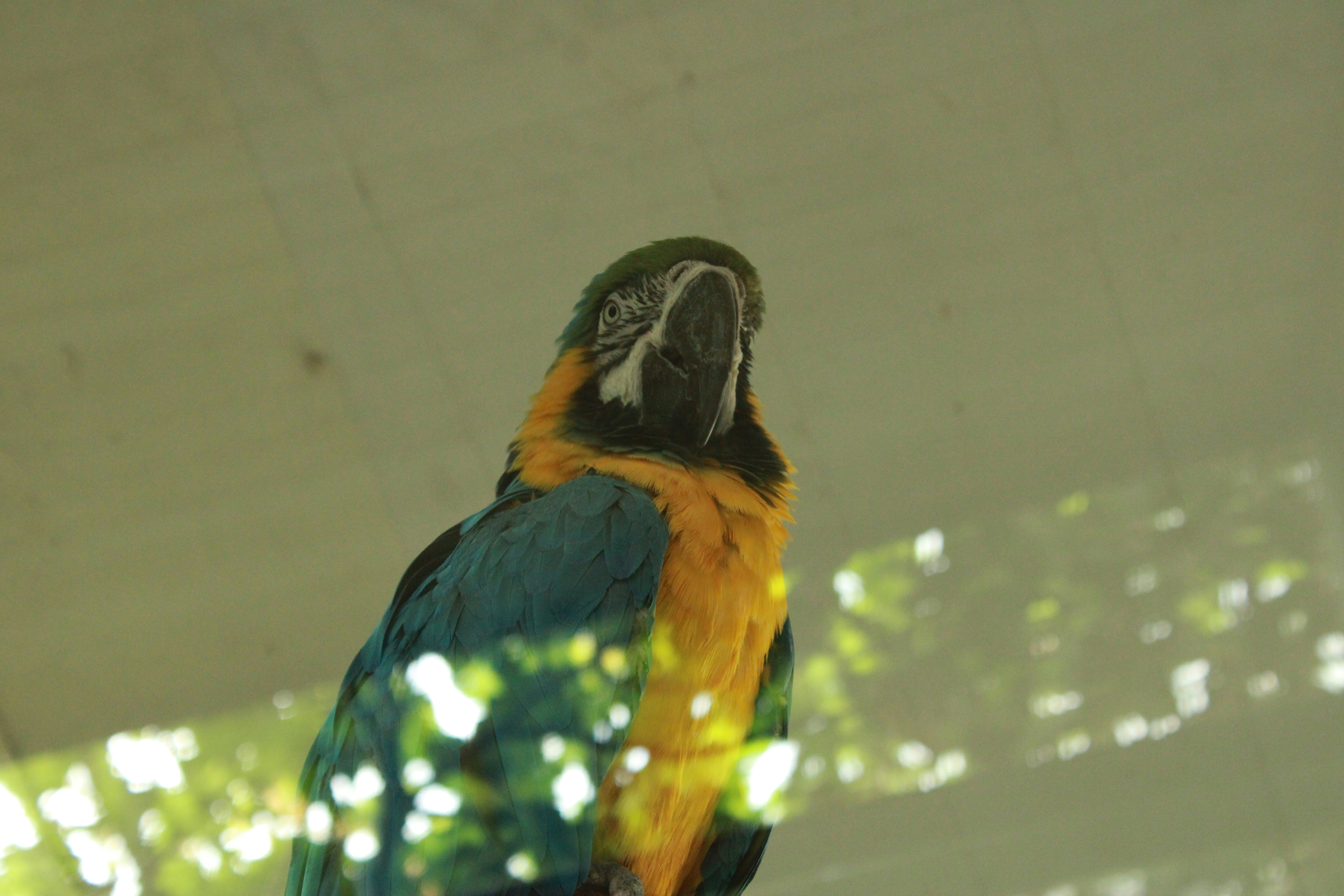 Emerald Gaze Through Glass: Blue-and-Gold Macaw Portrait