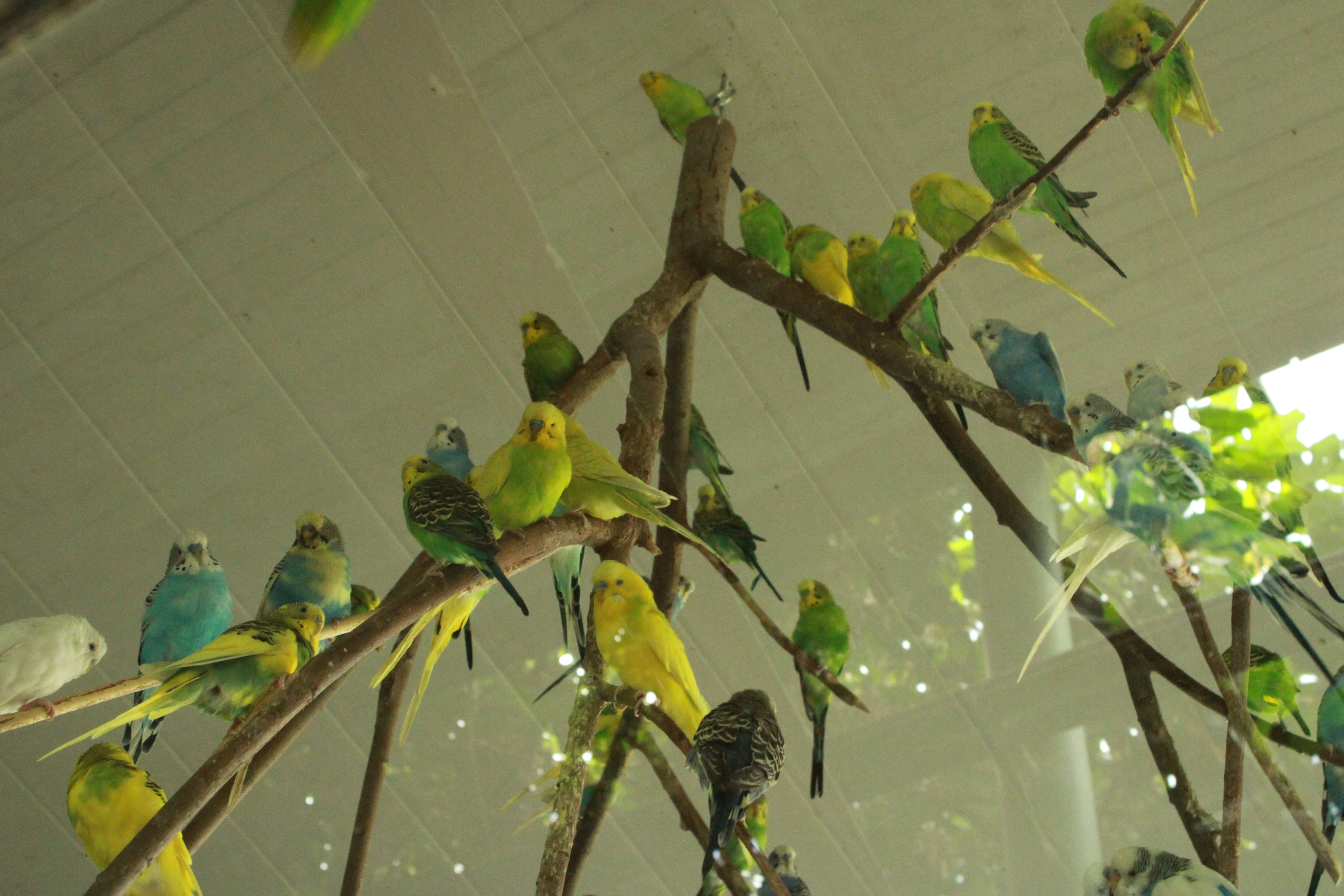 A Symphony of Colors: Budgerigars in Harmony