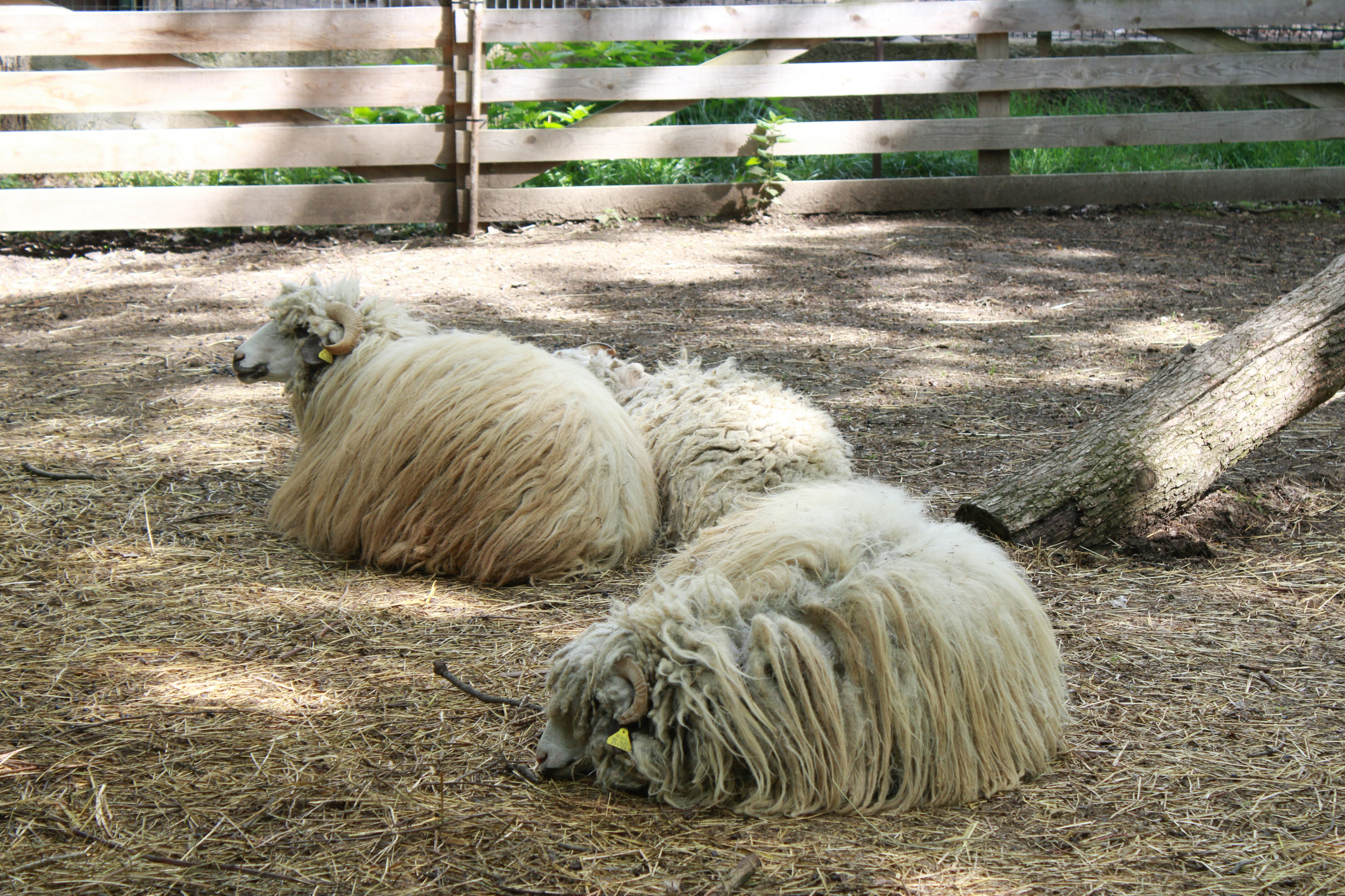 Sunlit Slumber: Two Sheep Rest in a Quiet Dappled Pen