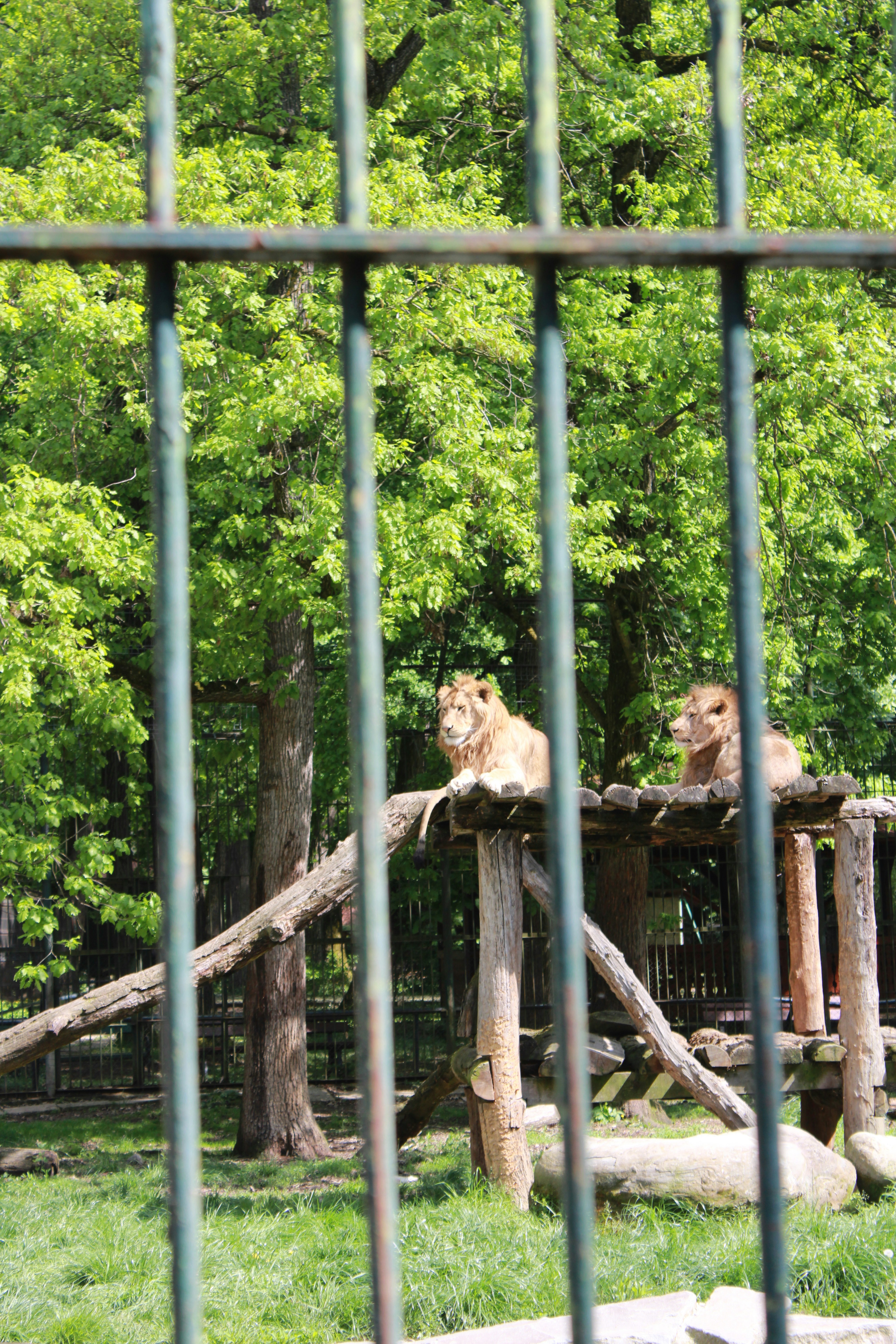 Lions at Rest: Quiet Moments on a Timber Platform Behind Fencing