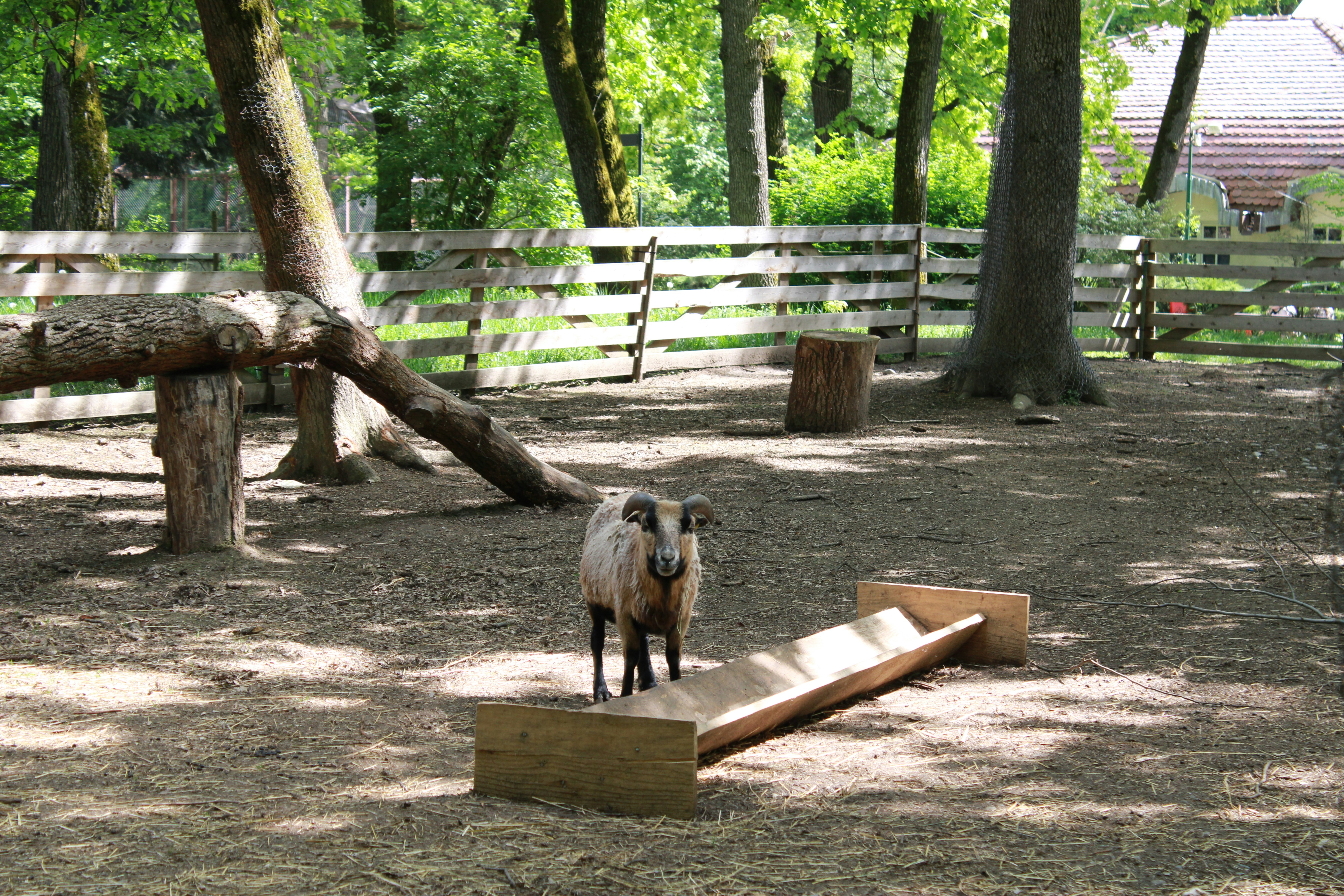 Solitary Sheep on a Rustic Ramp: Dappled Light in a Paddock