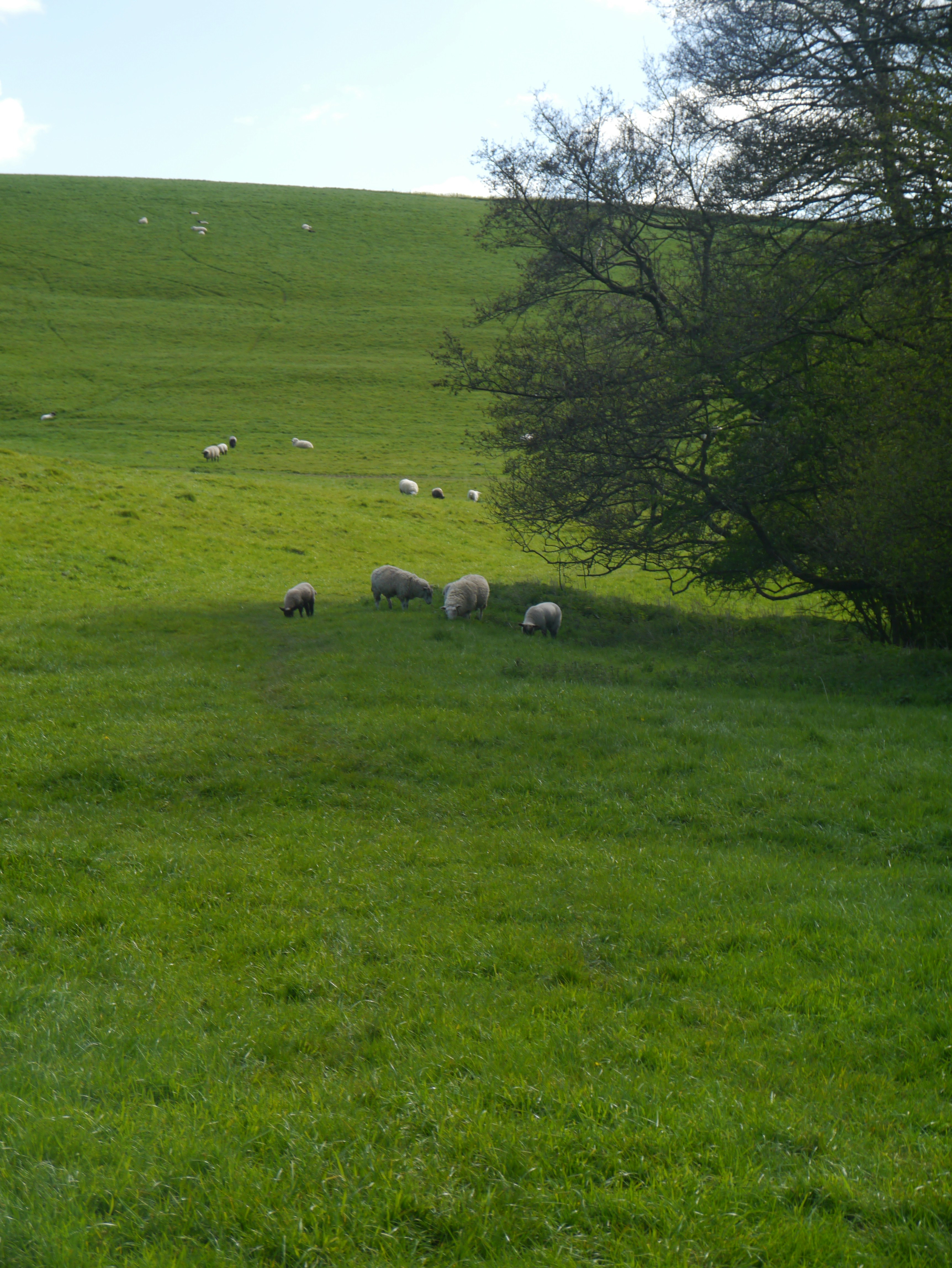 Cluster of sheep grazes across a sunlit green hillside, with distant flocks dotting the slope. A large tree on the right casts shade over part of the pasture.