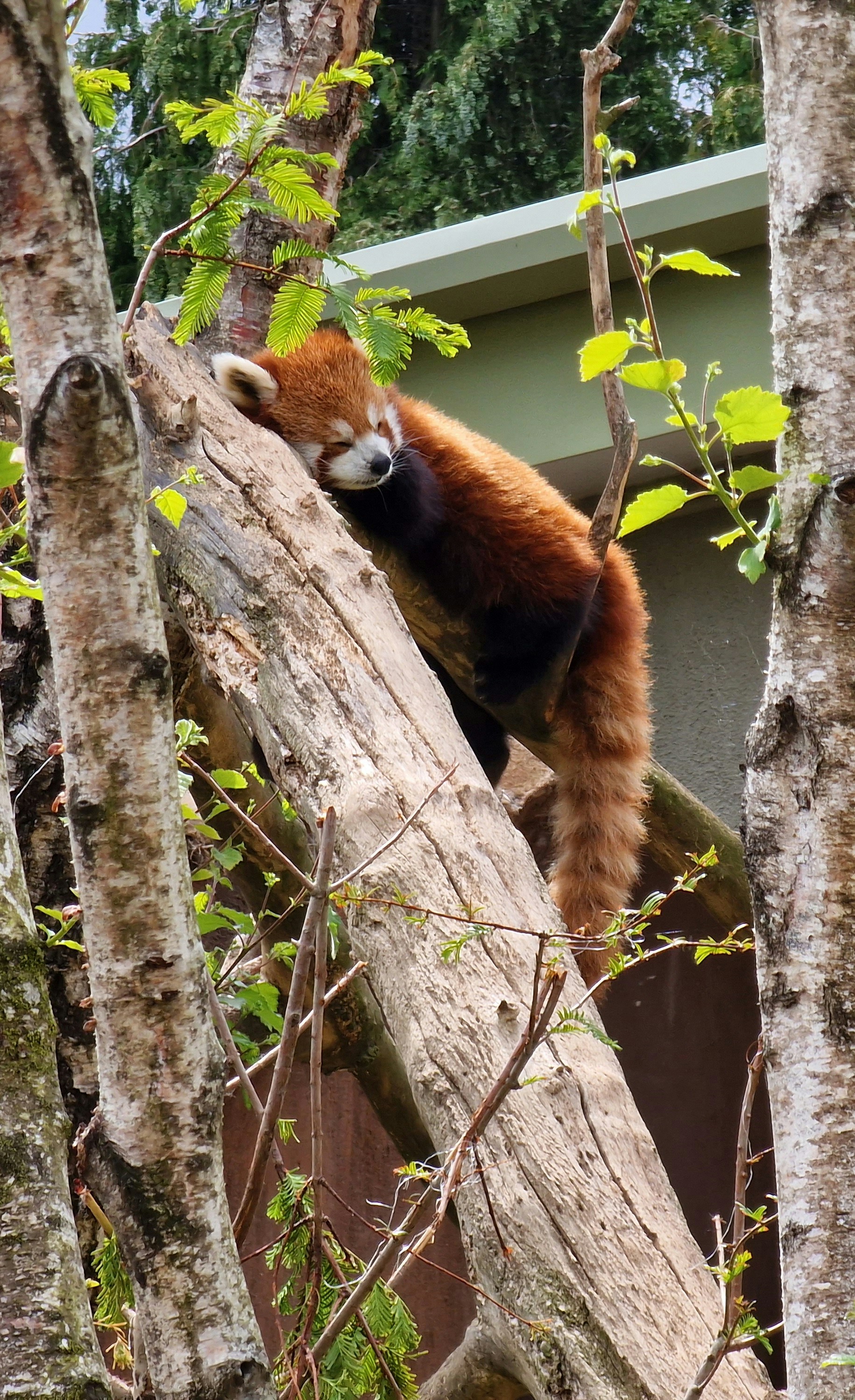 Dozing Red Panda Among Weathered Branches