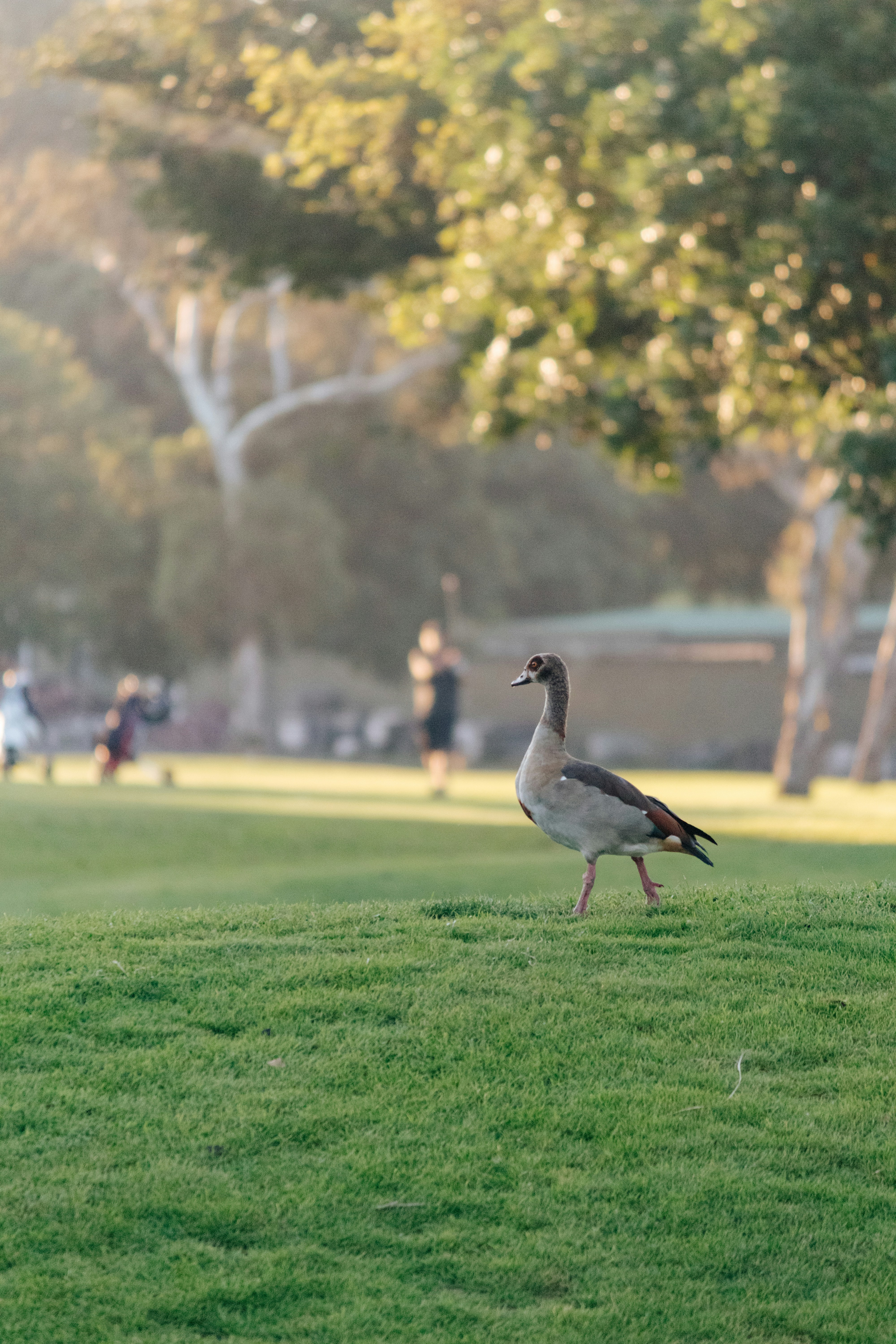 Duck on a golf course in Cape Town, South Africa.