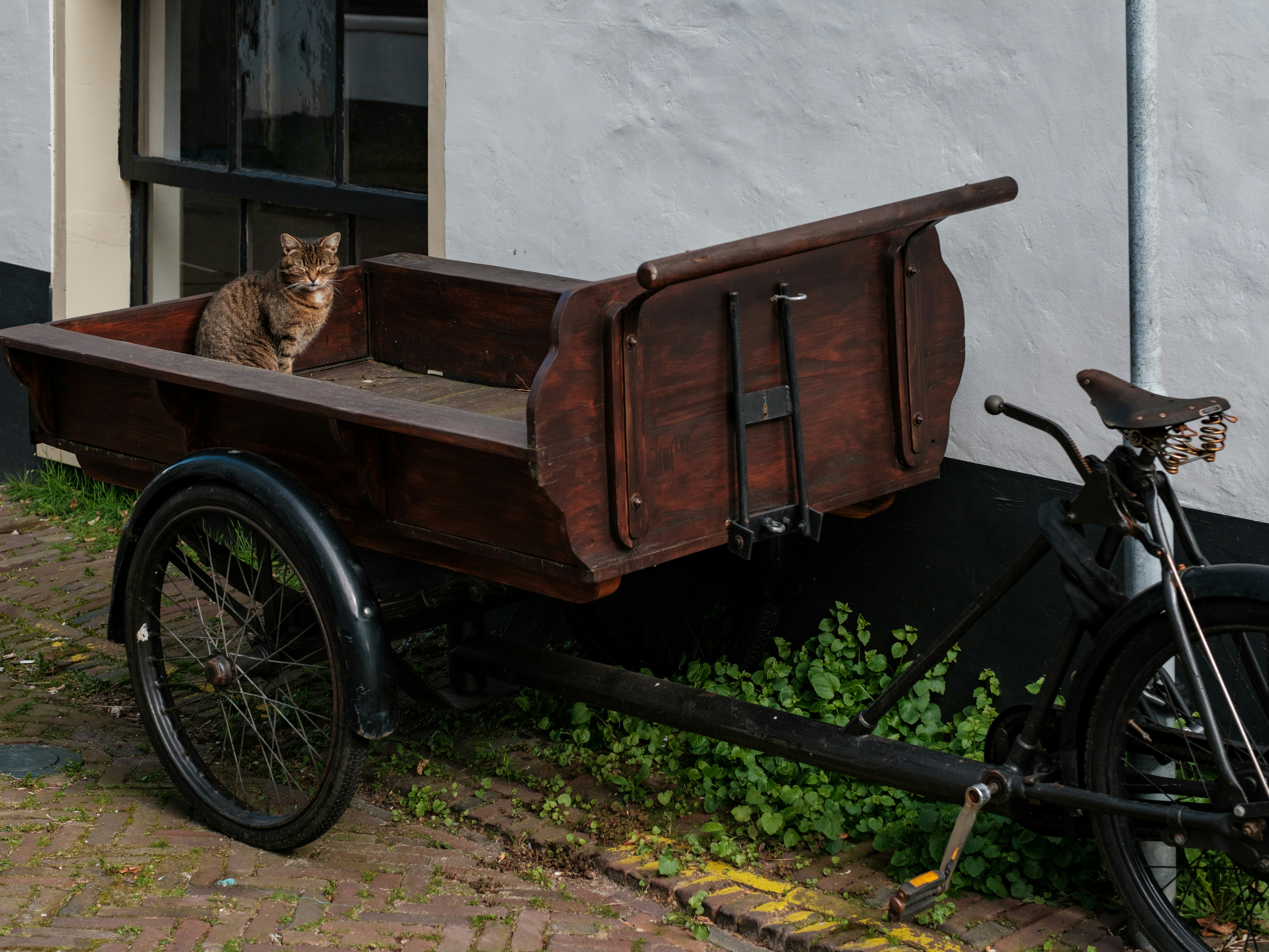 Curious Cat in a Rustic Cargo Cart Beside a Vintage Bicycle