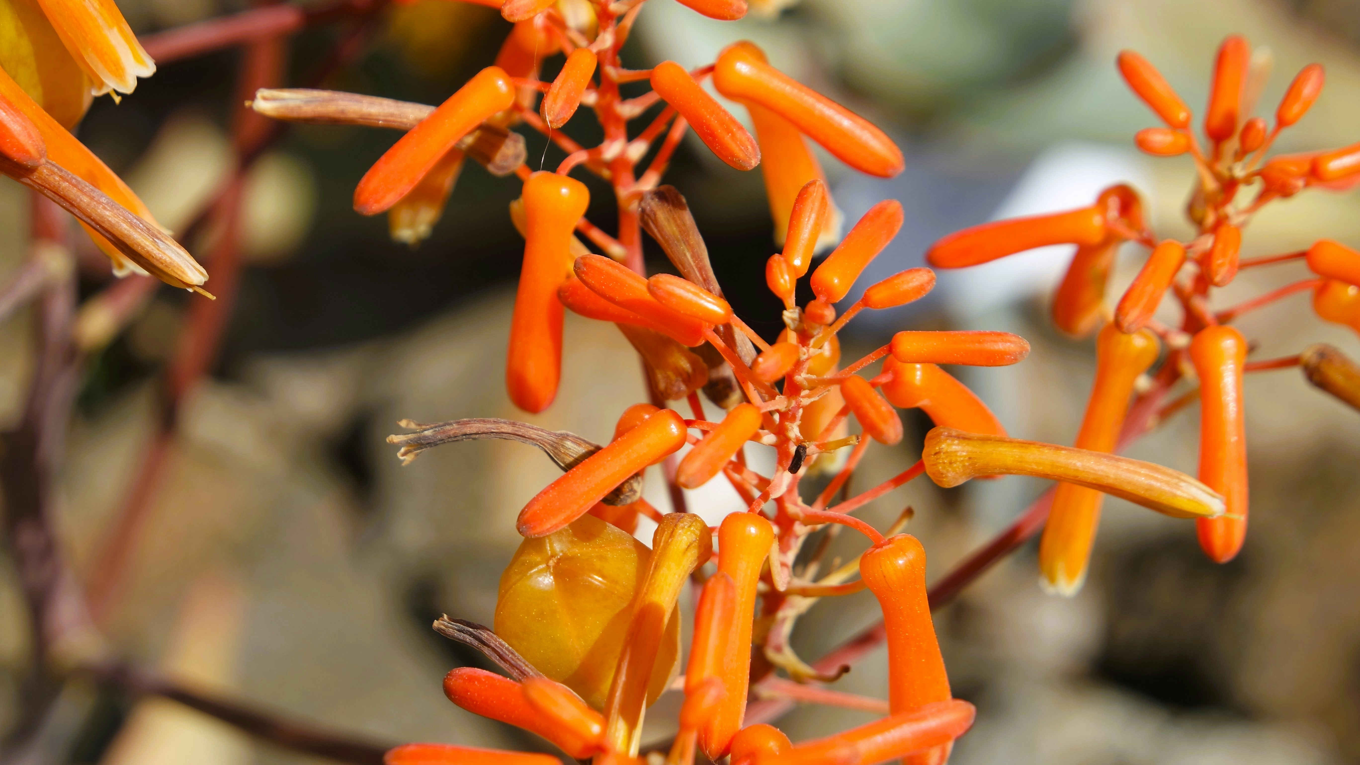 Close-up photograph of orange torchflowers (Kniphofia) with a shallow depth of field and a softly blurred background.