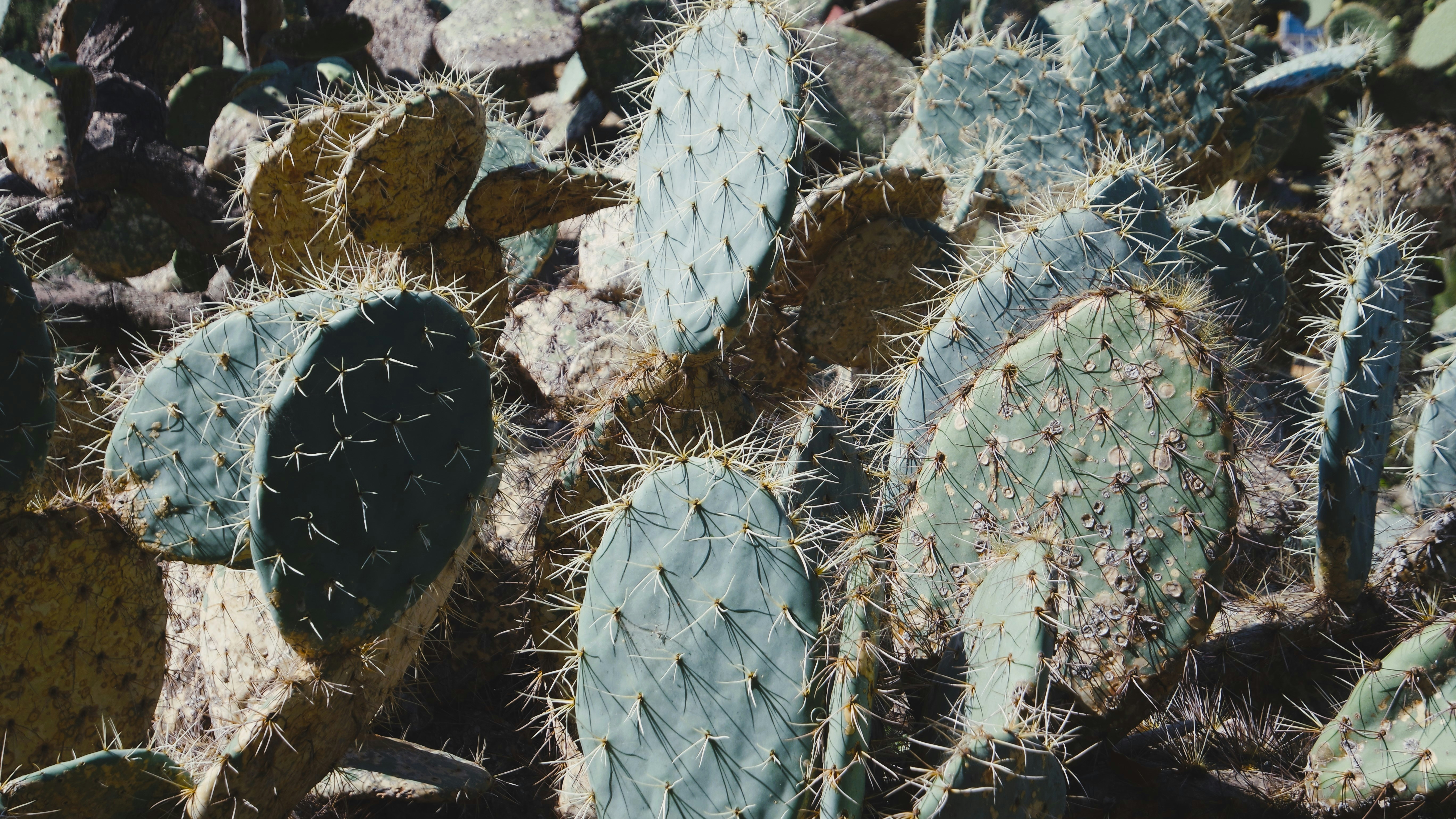 Sunlit Opuntia: a close-up mosaic of prickly pear pads