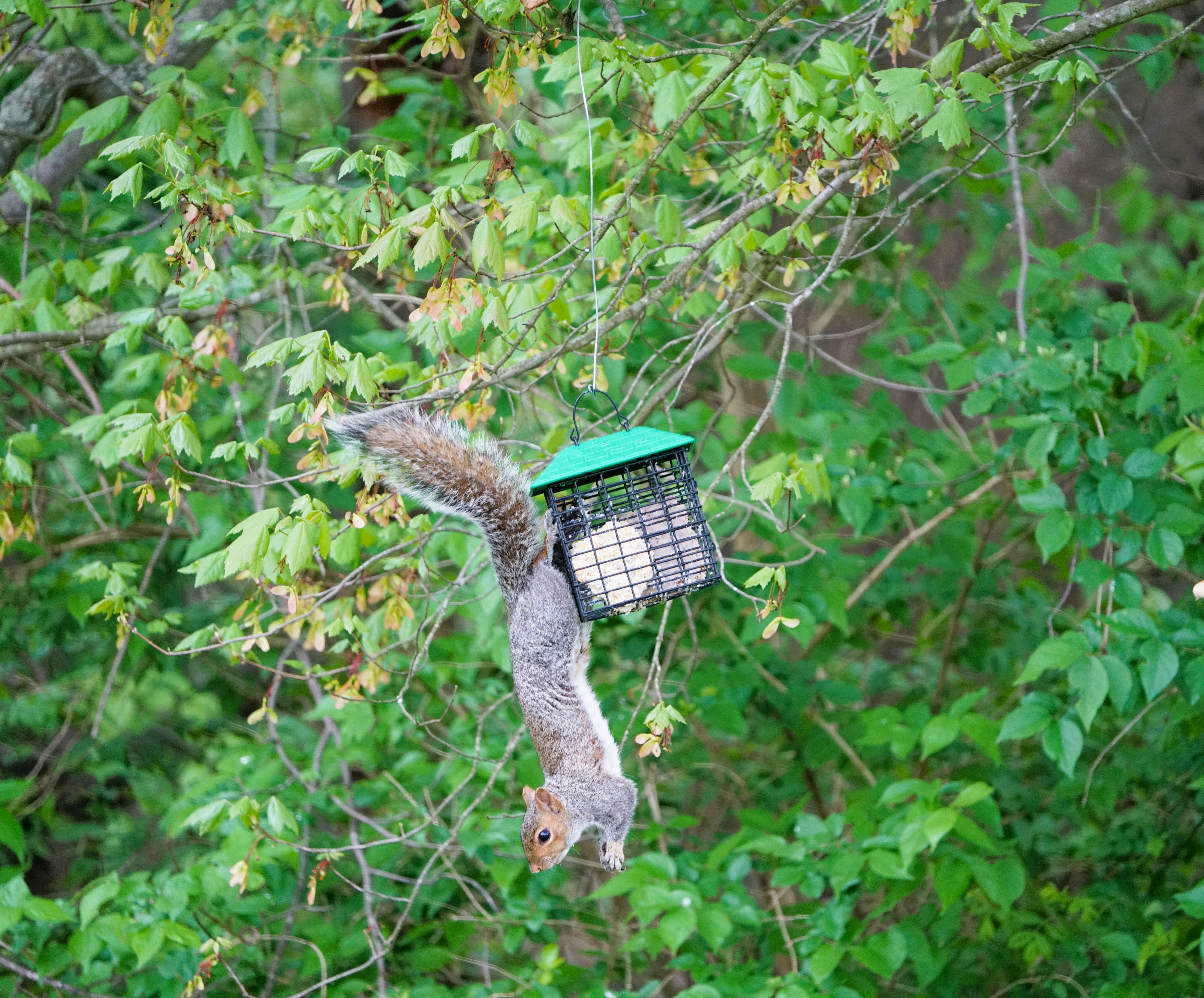 Balancing Act: Squirrel Clings to a Green Feeder Amid Dense Foliage
