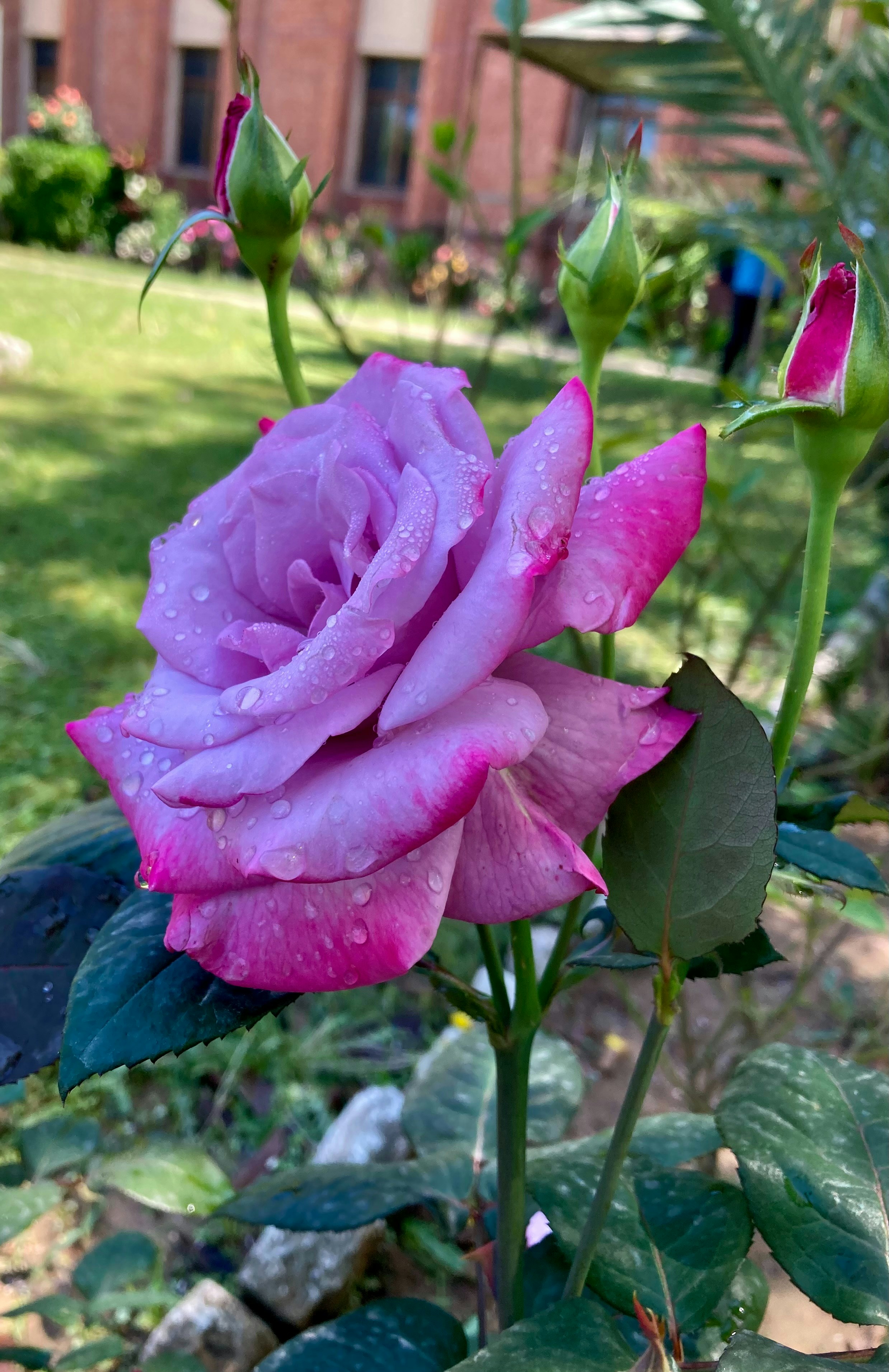 Dew-Kissed Pink Rose in a Tranquil Garden