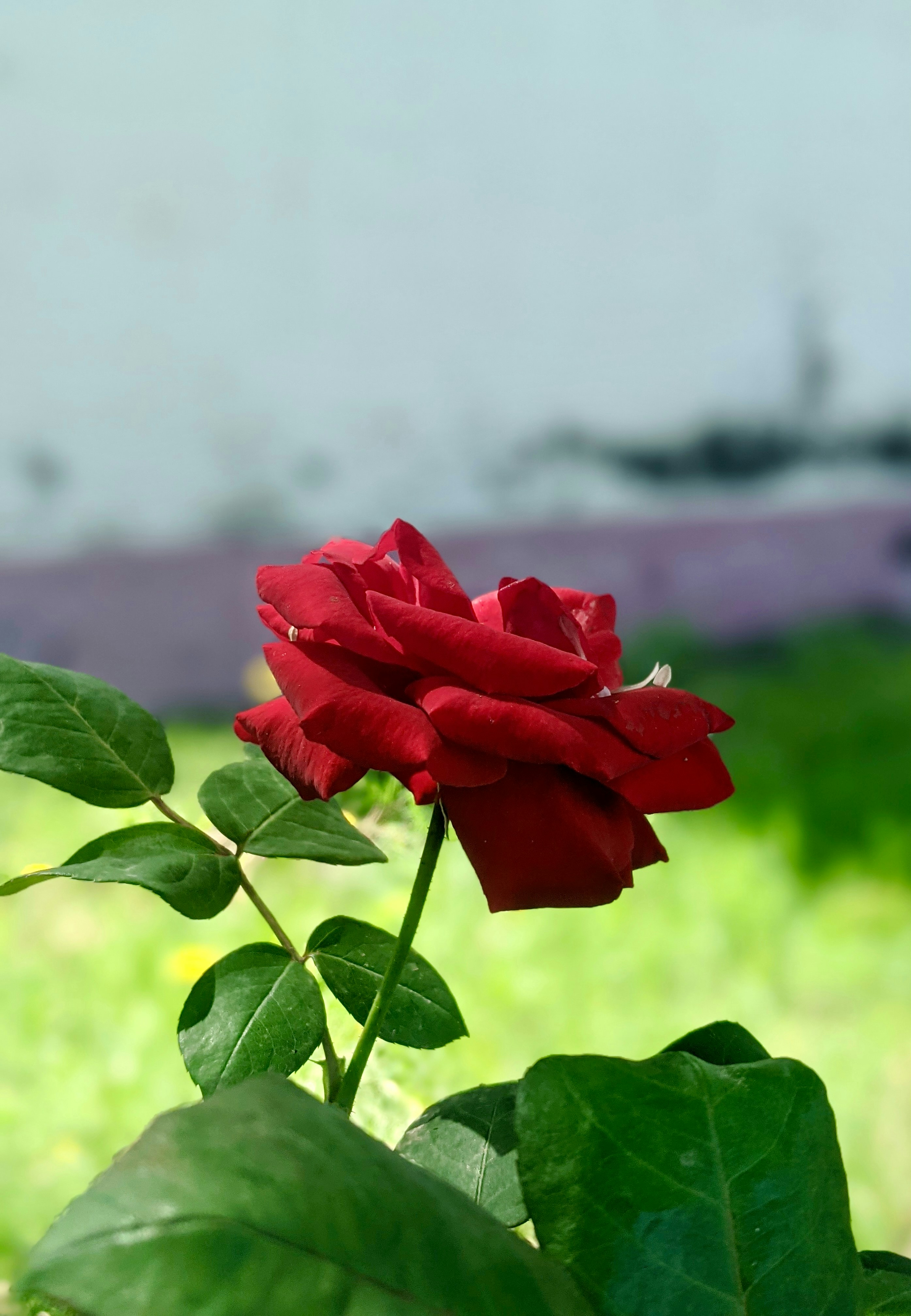 Crimson Rose in Quiet Focus
