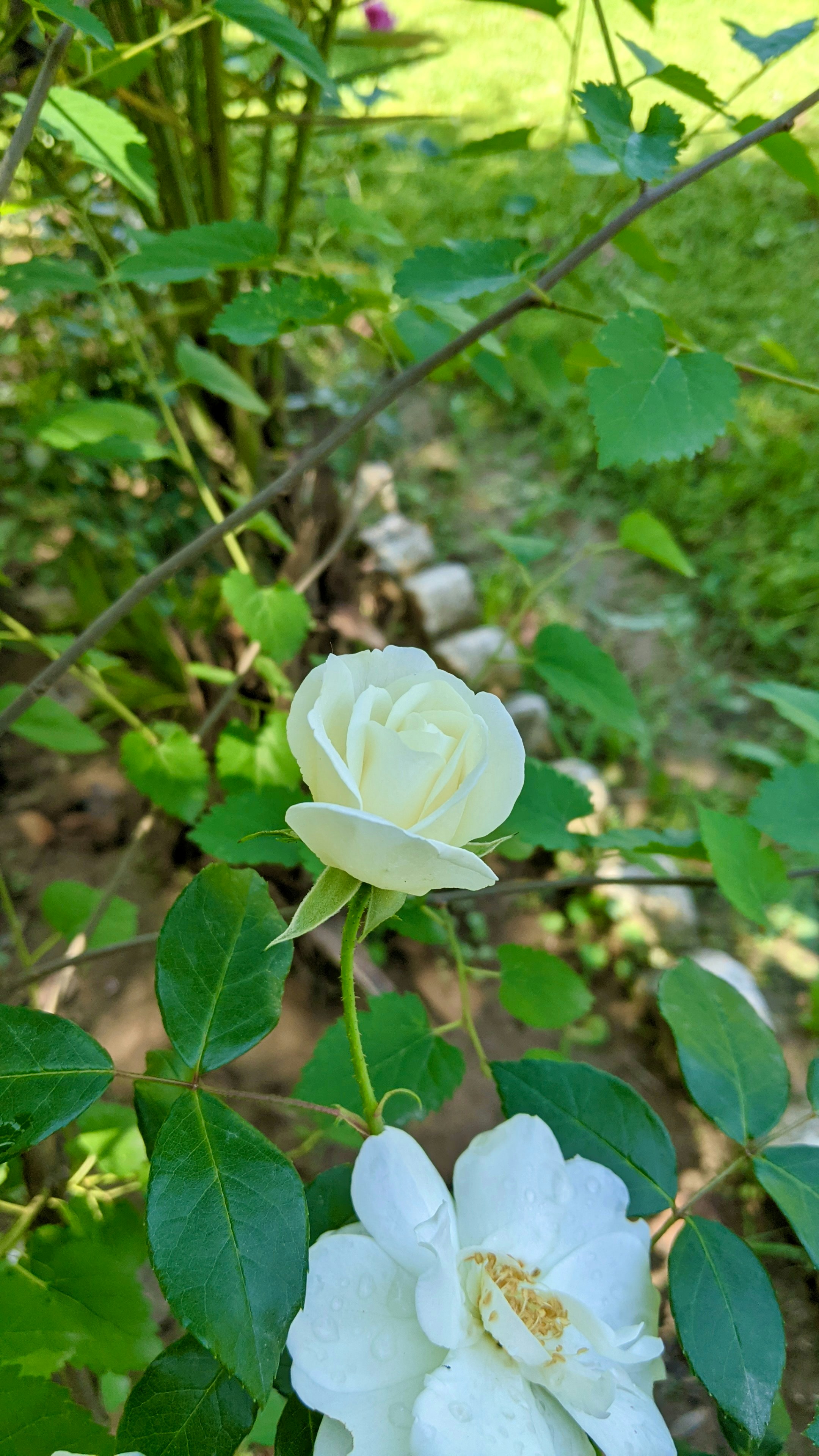 white baby flowers 🤍