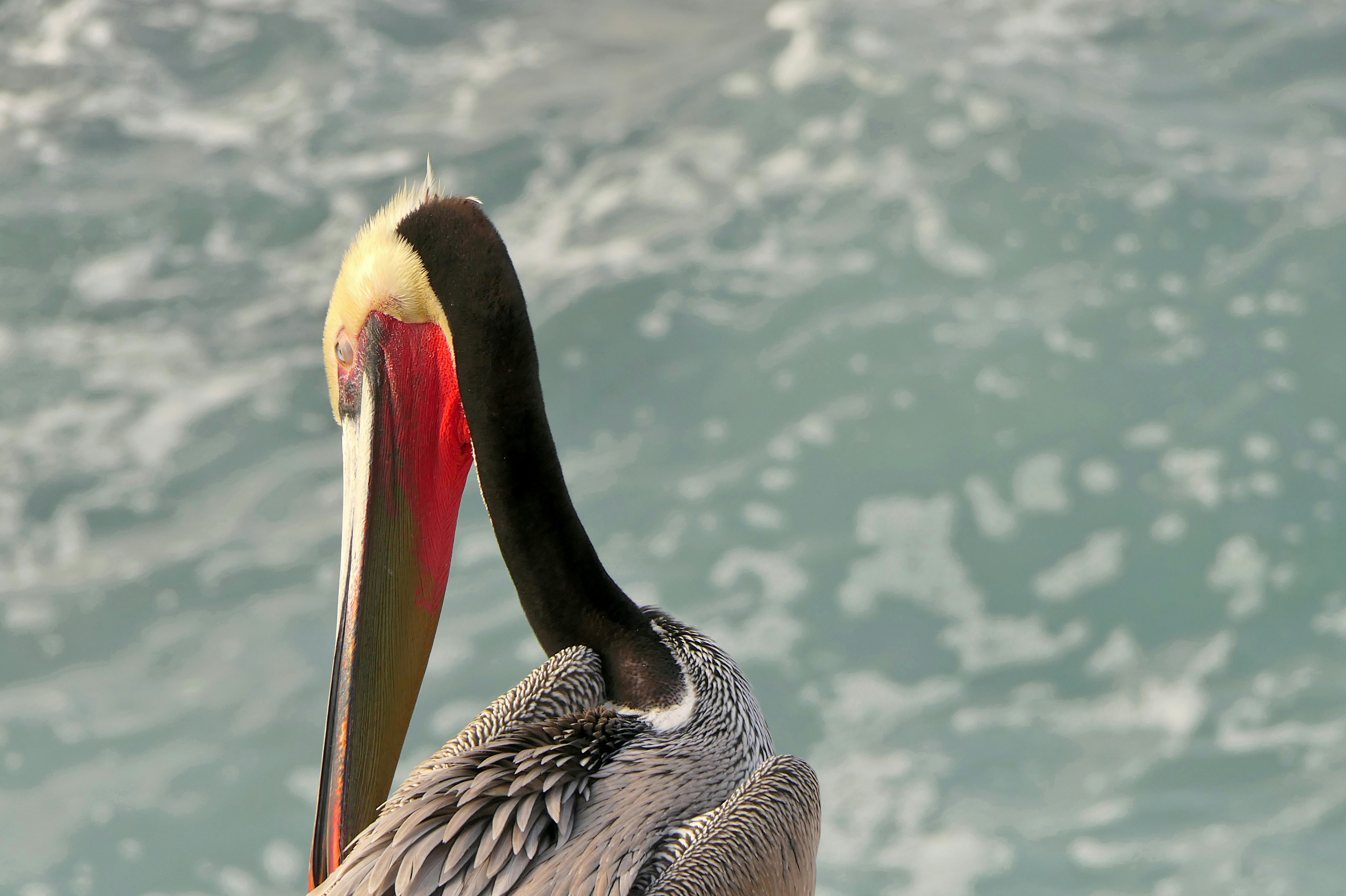 coastal pelican preening