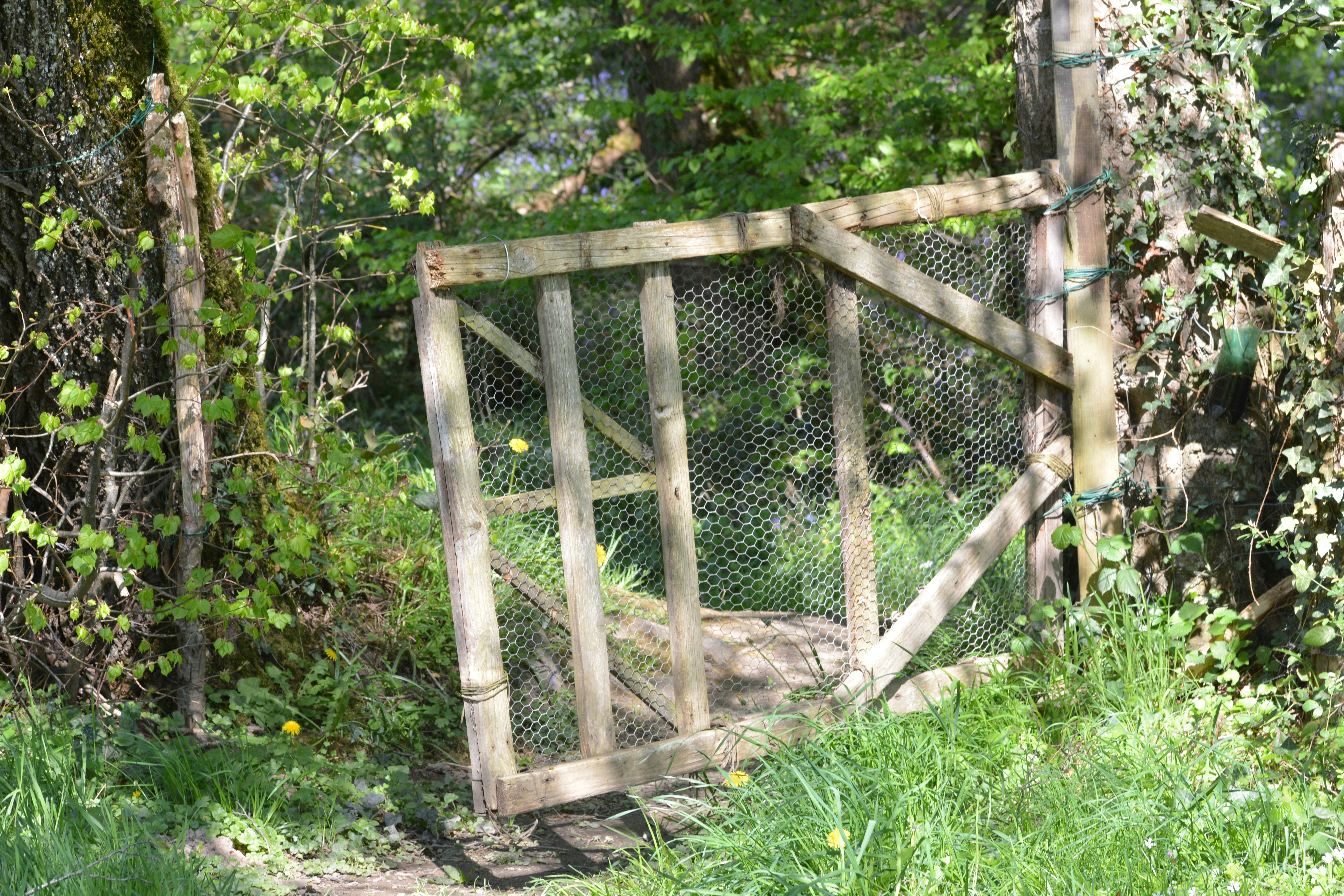 Hidden Gate in a Sunlit Woodland Clearing