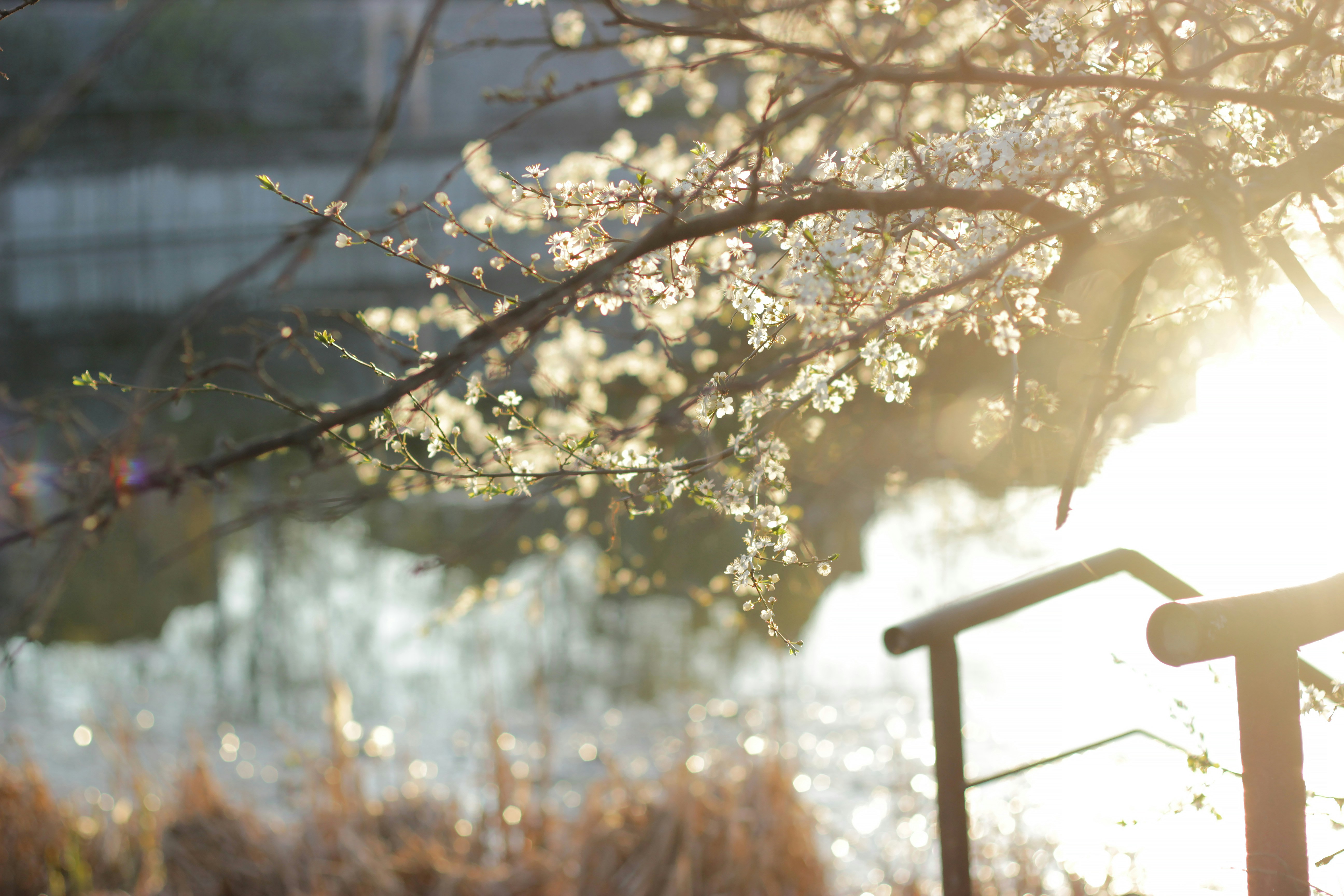 Golden Hour Blossoms Framing a Riverside Staircase