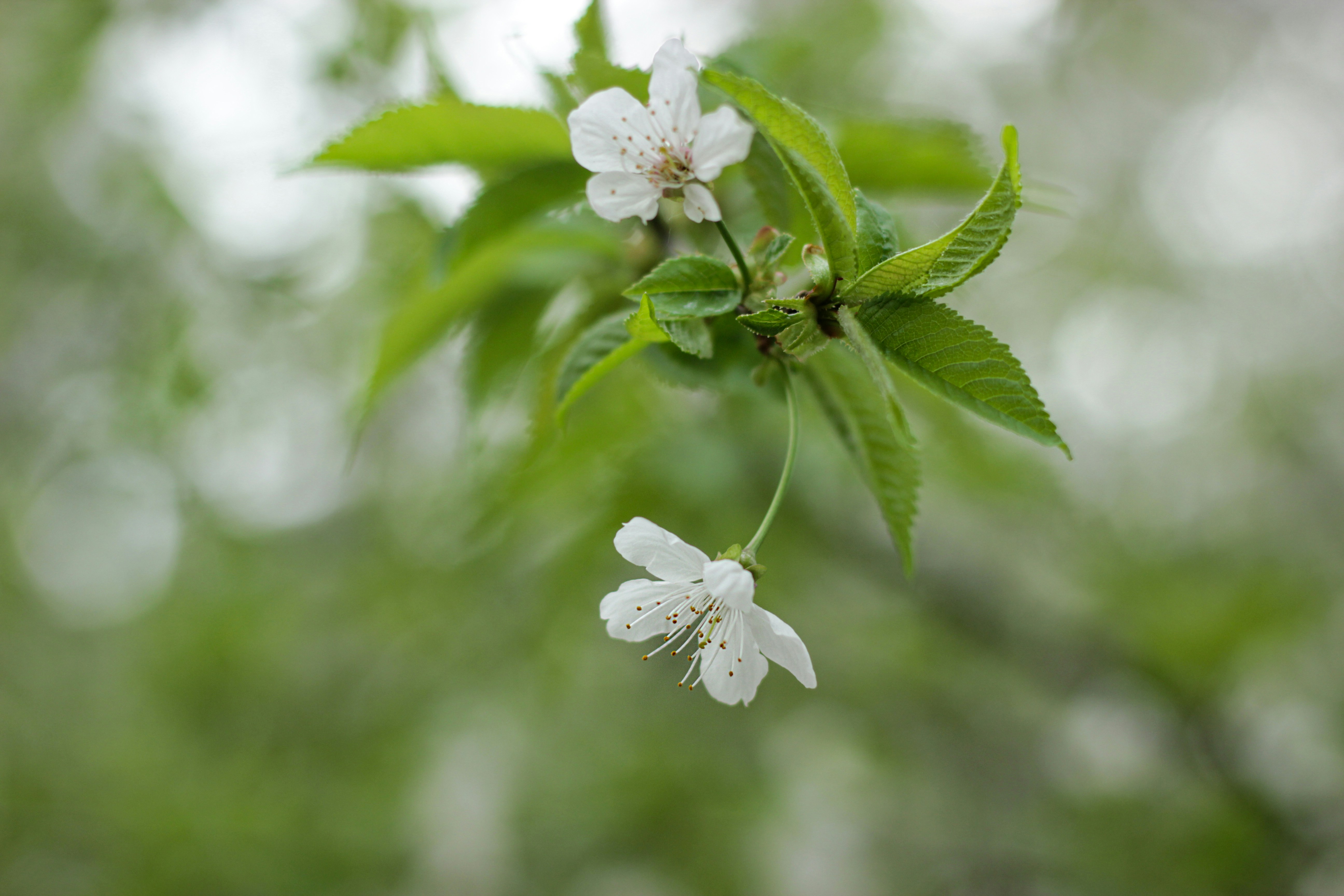Delicate Cherry Blossom in Soft Focus Against a Verdant Blur