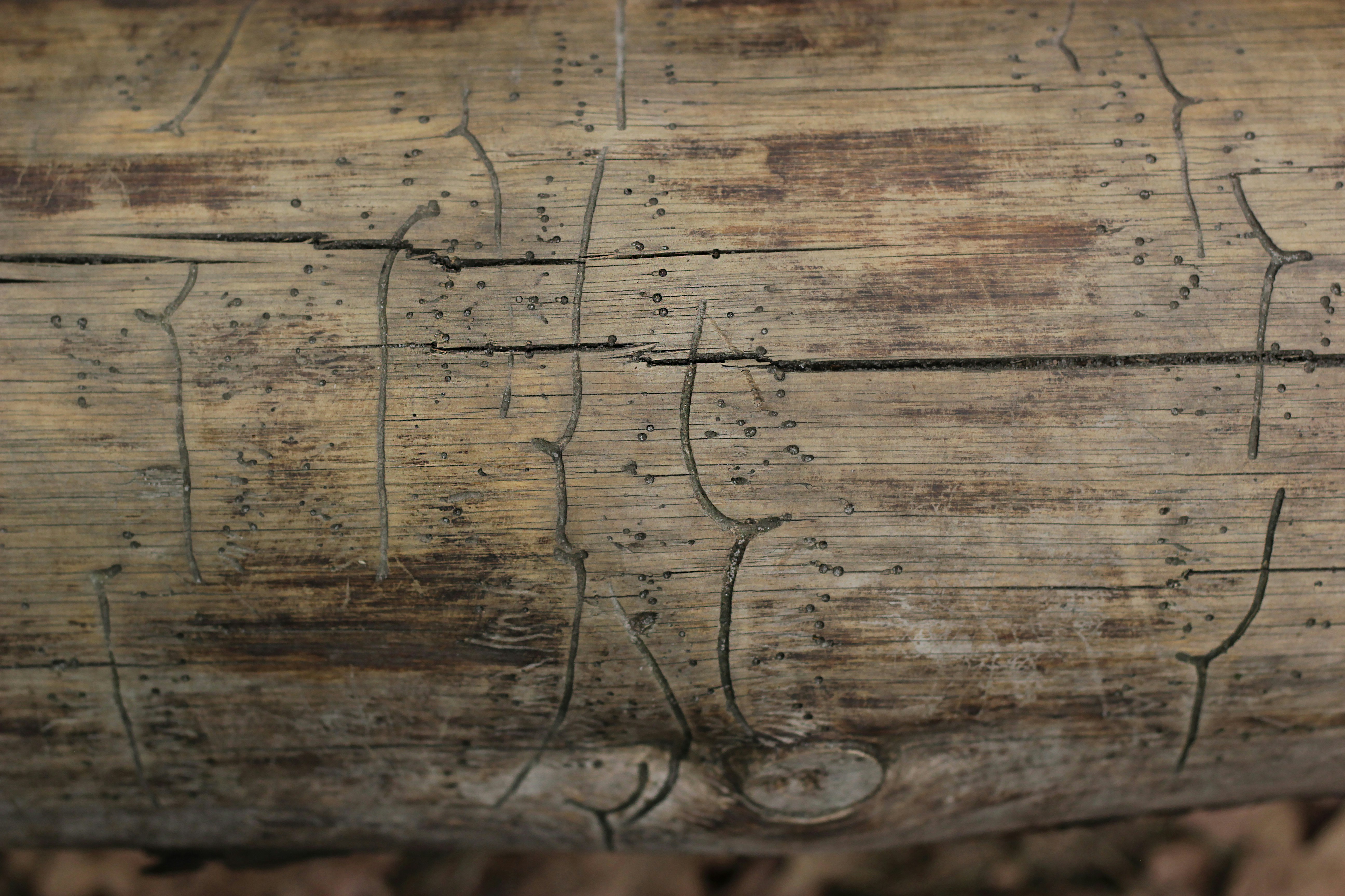 Knot and Grain: A Weathered Log's Quiet Portrait