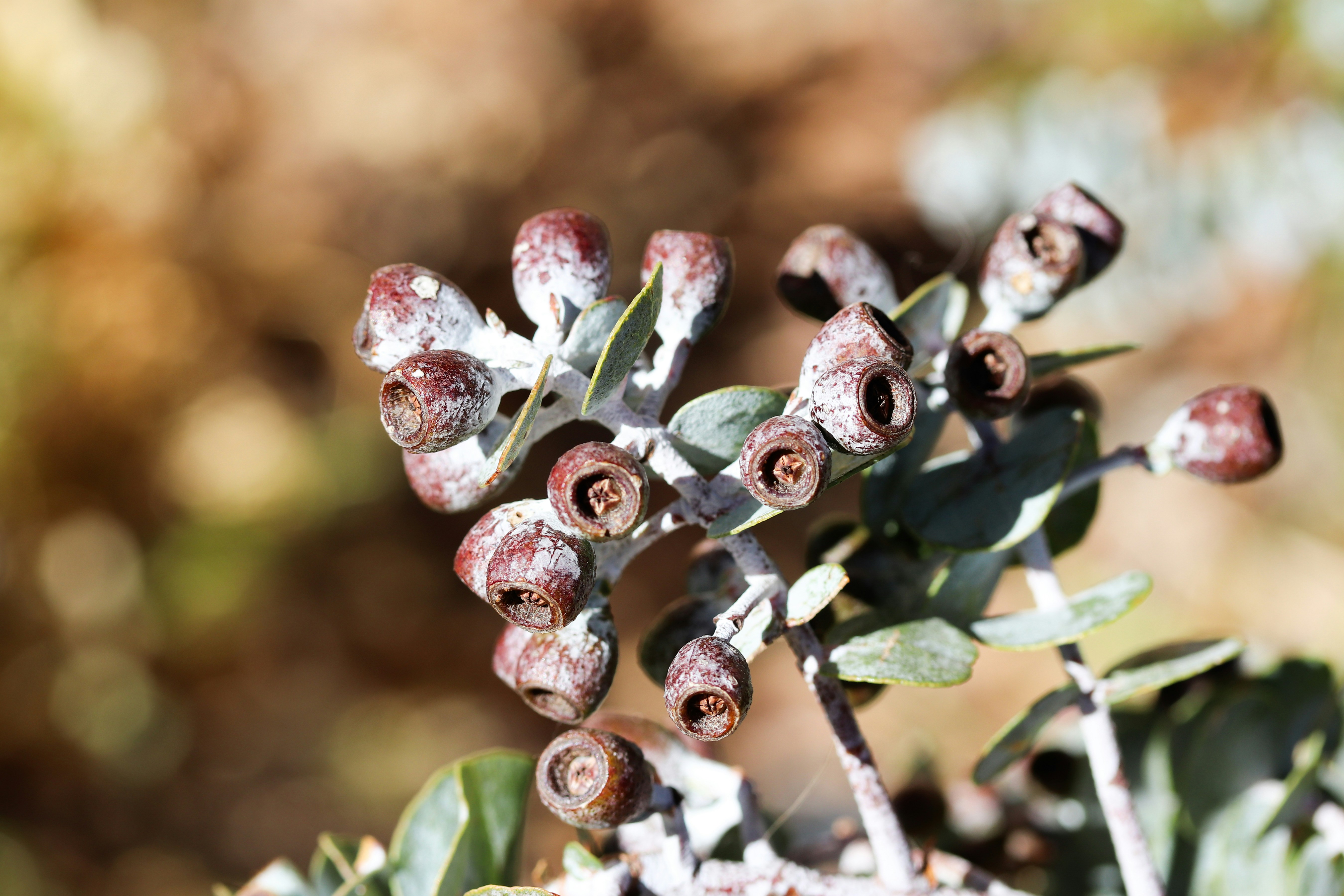 Frosted eucalyptus seed pods bathed in autumn amber light