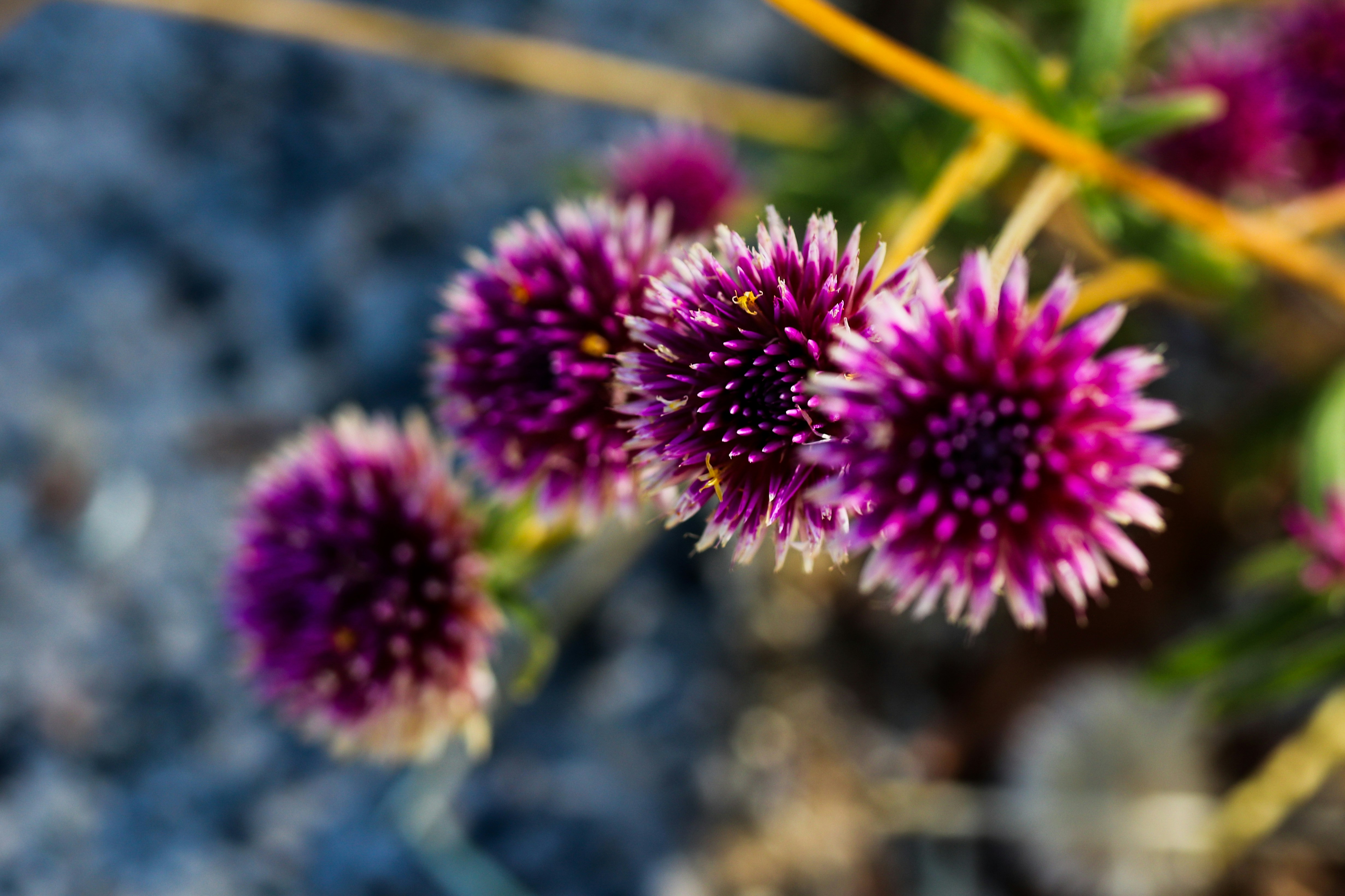 Magenta Globeflowers in Velvet Blur