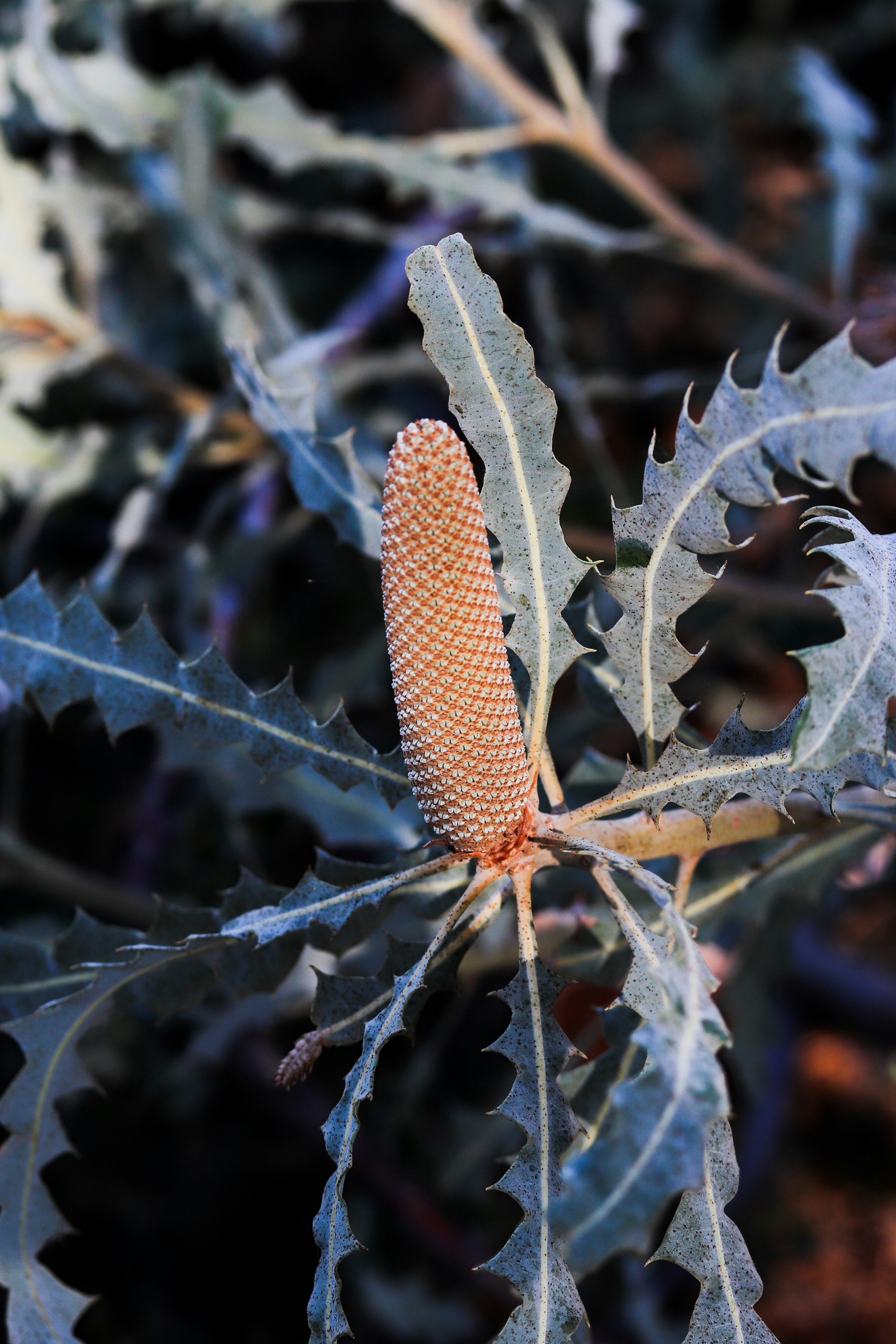 Amber Cone Rising Among Frosted Indigo Leaves