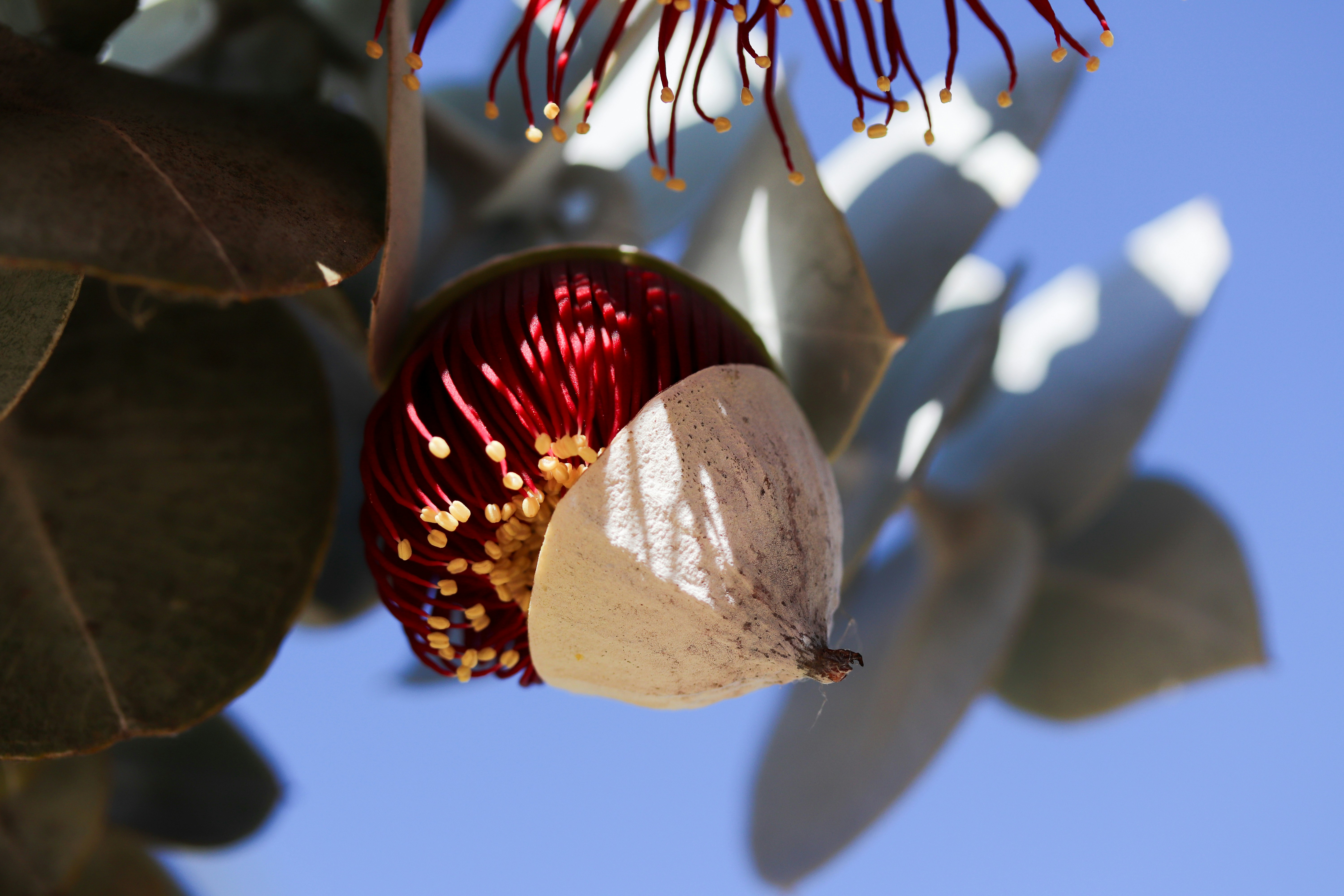 Crimson Core Unfolds Within a White Petal Capsule Against a Clear Blue Sky