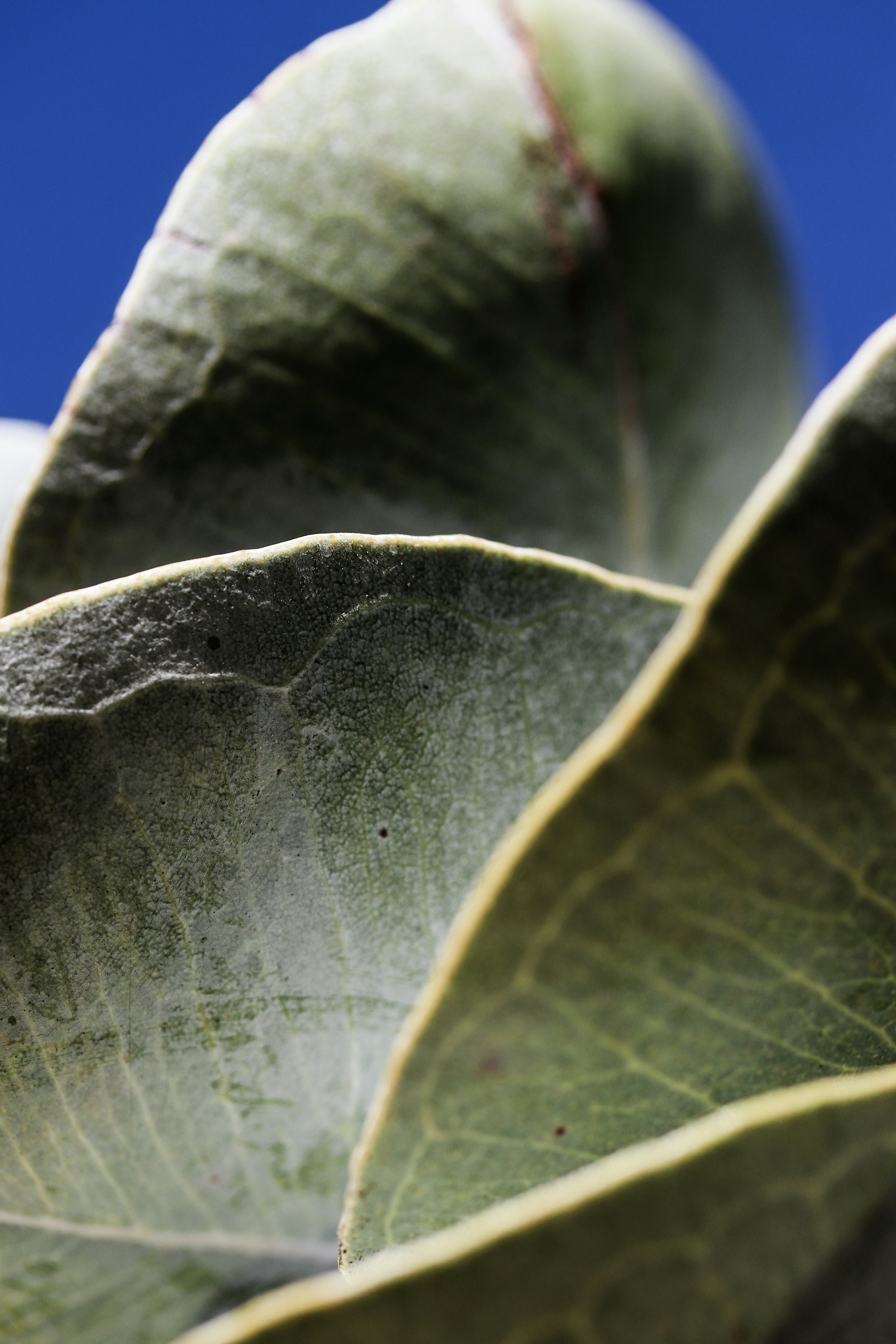 Vein-Etched Margin: a macro study of leaf texture against a cobalt sky
