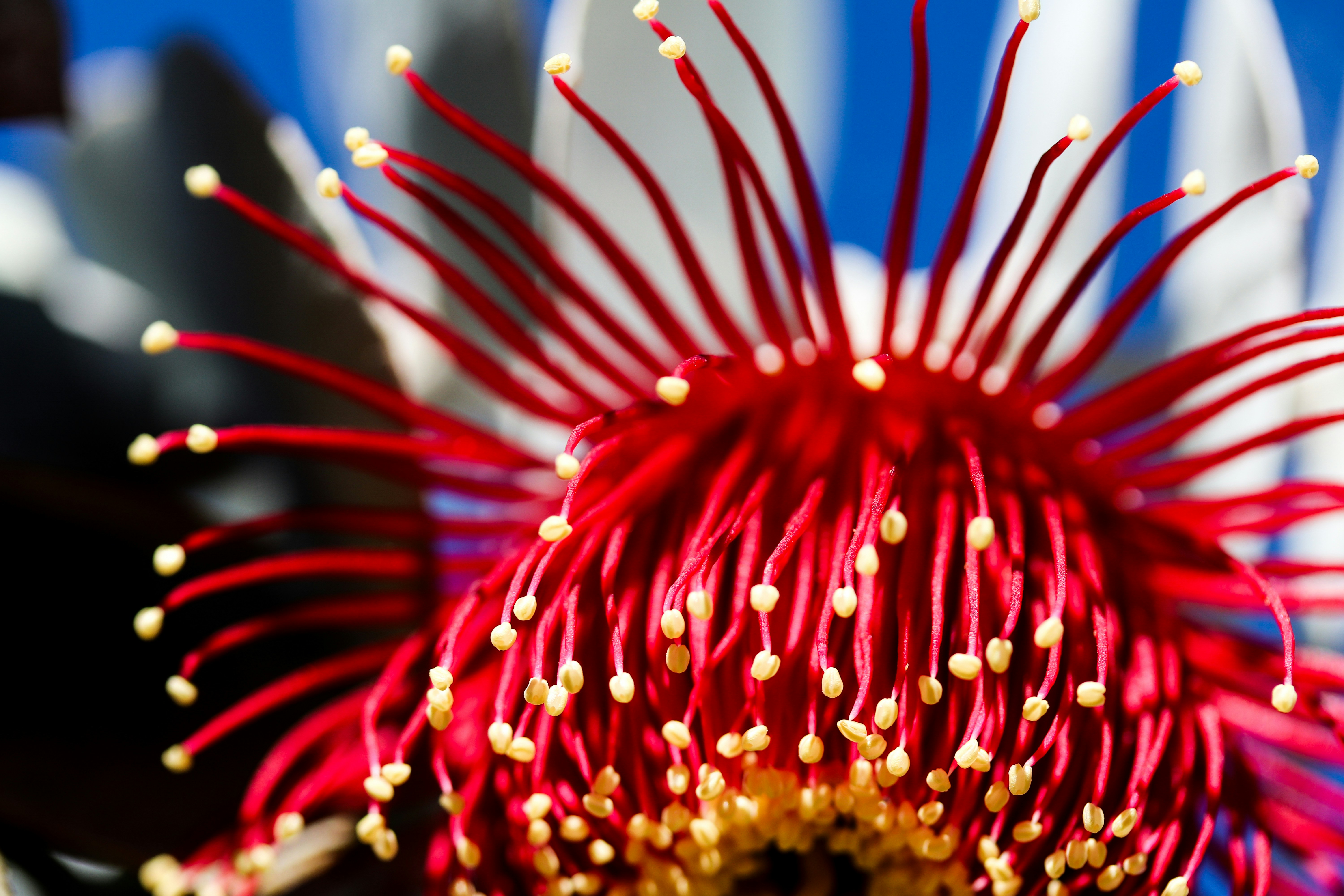Crimson Stamen Cascade: Macro Bloom's Fiery Crown