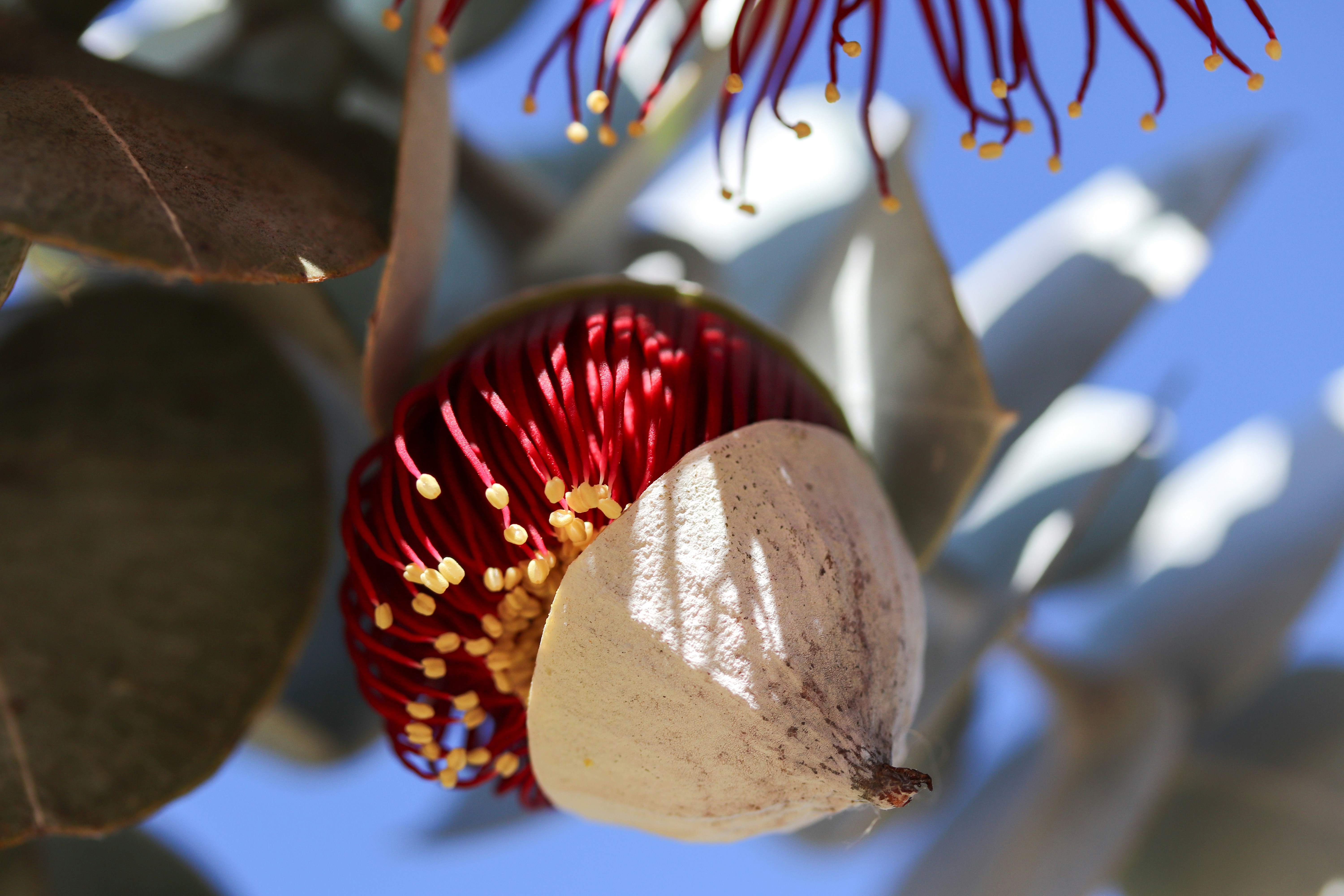 Blooming seed pod: a close-up of a pendant red protea with surrounding buds against blue sky