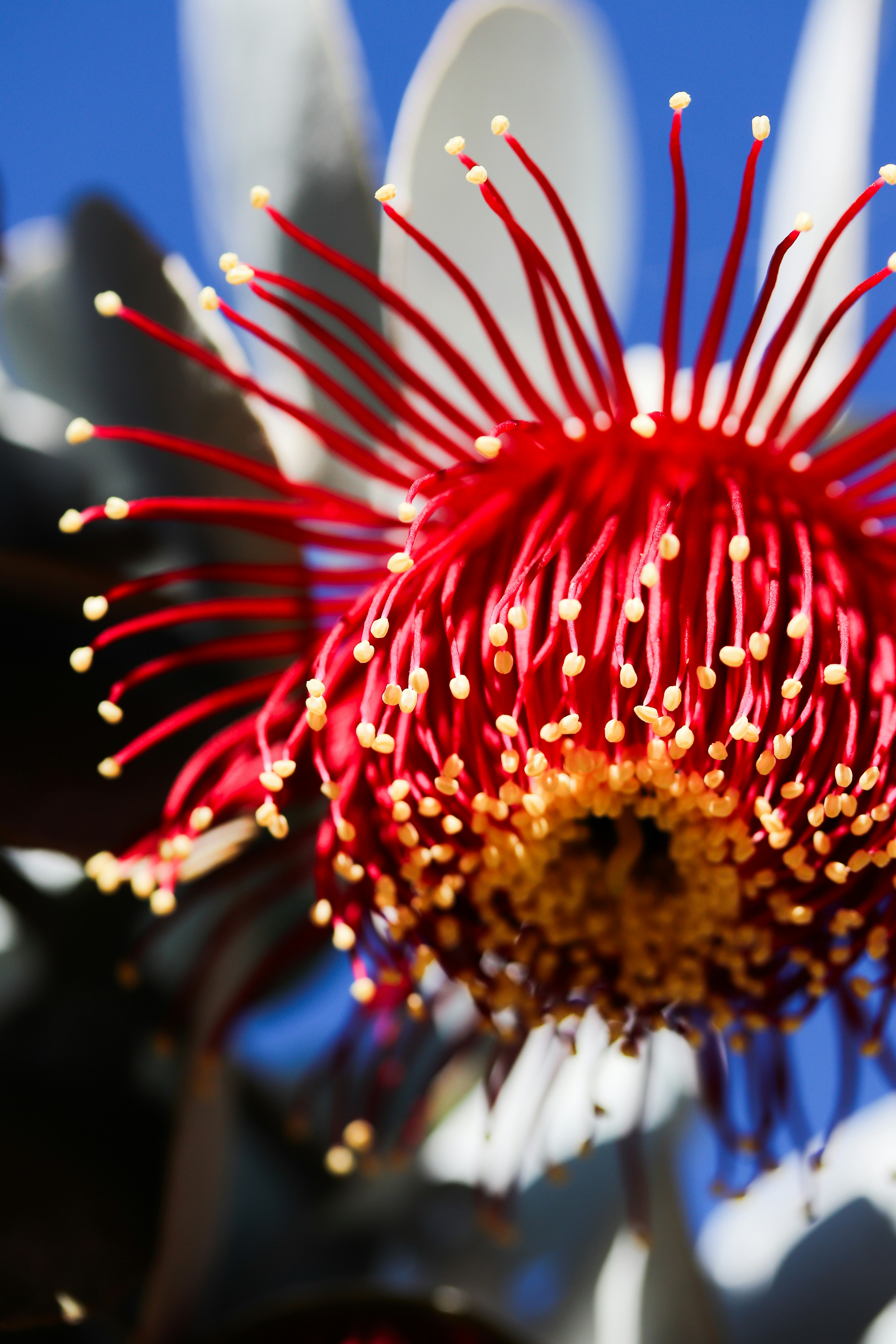 Red Crown: Macro Portrait of a Spiky Bloom Against a Clear Sky
