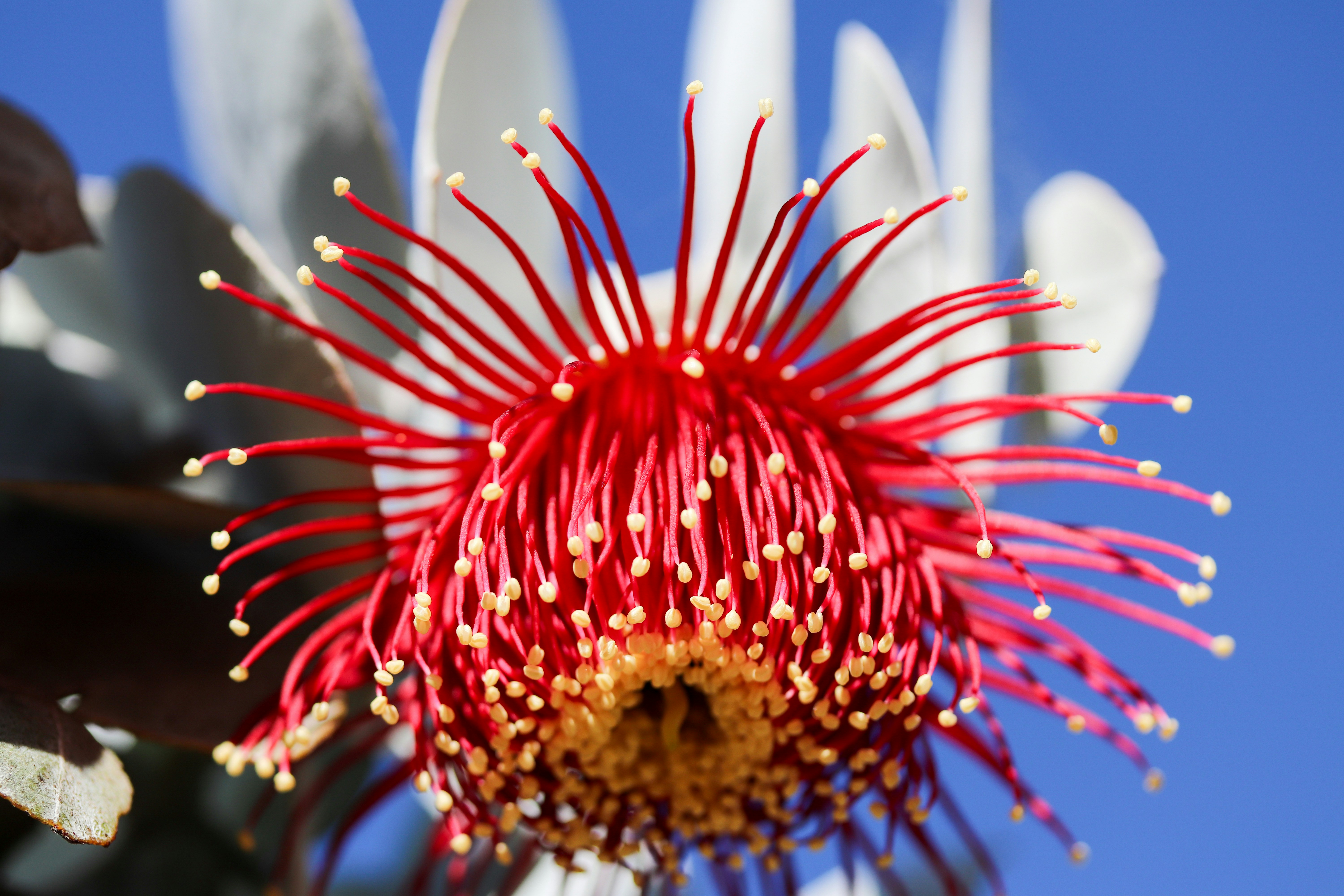 Crimson Crown: Close-Up of Protea Filaments Against a Clear Blue Sky