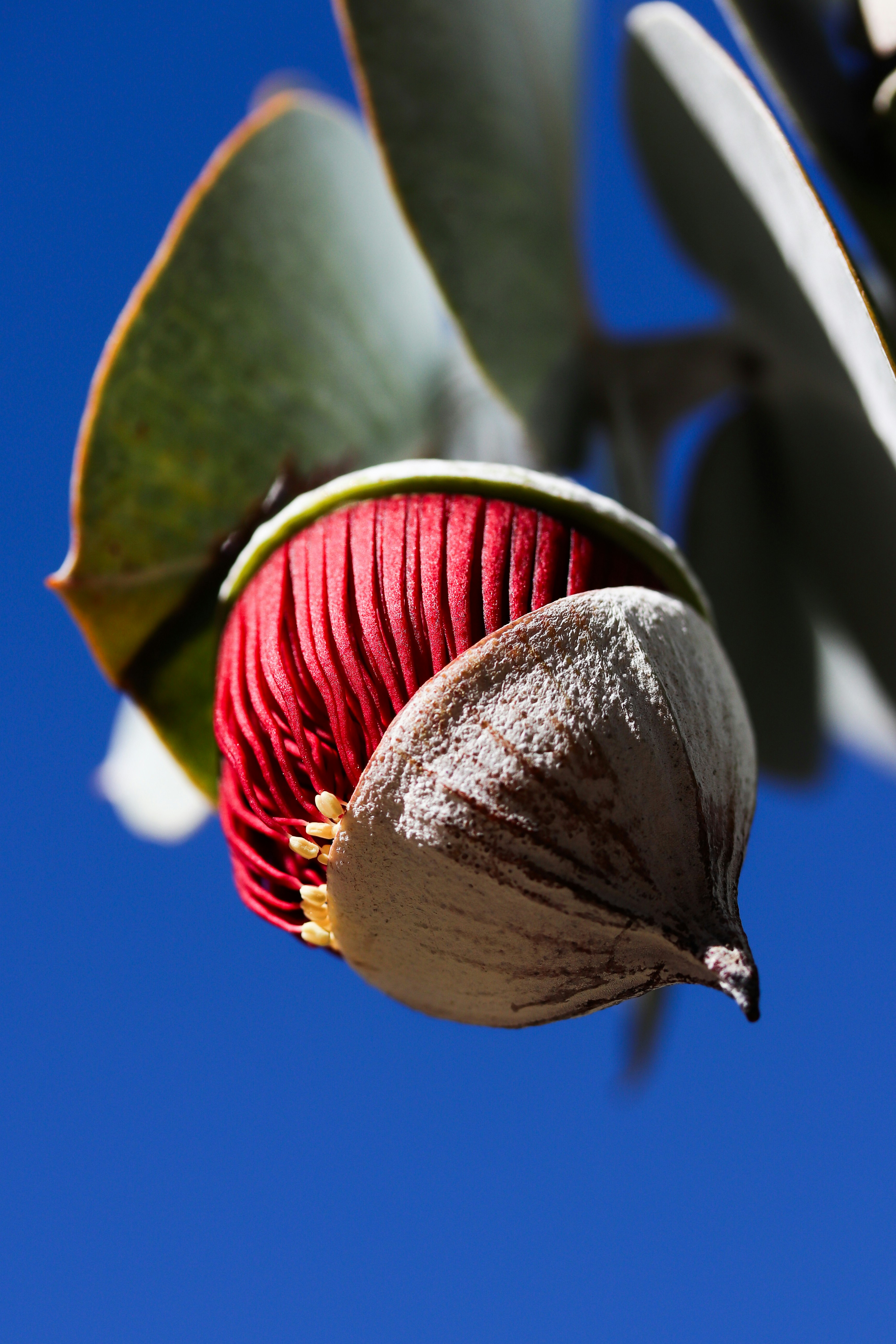 Crimson Core Unfurls from a Weathered Bud Under a Cobalt Sky