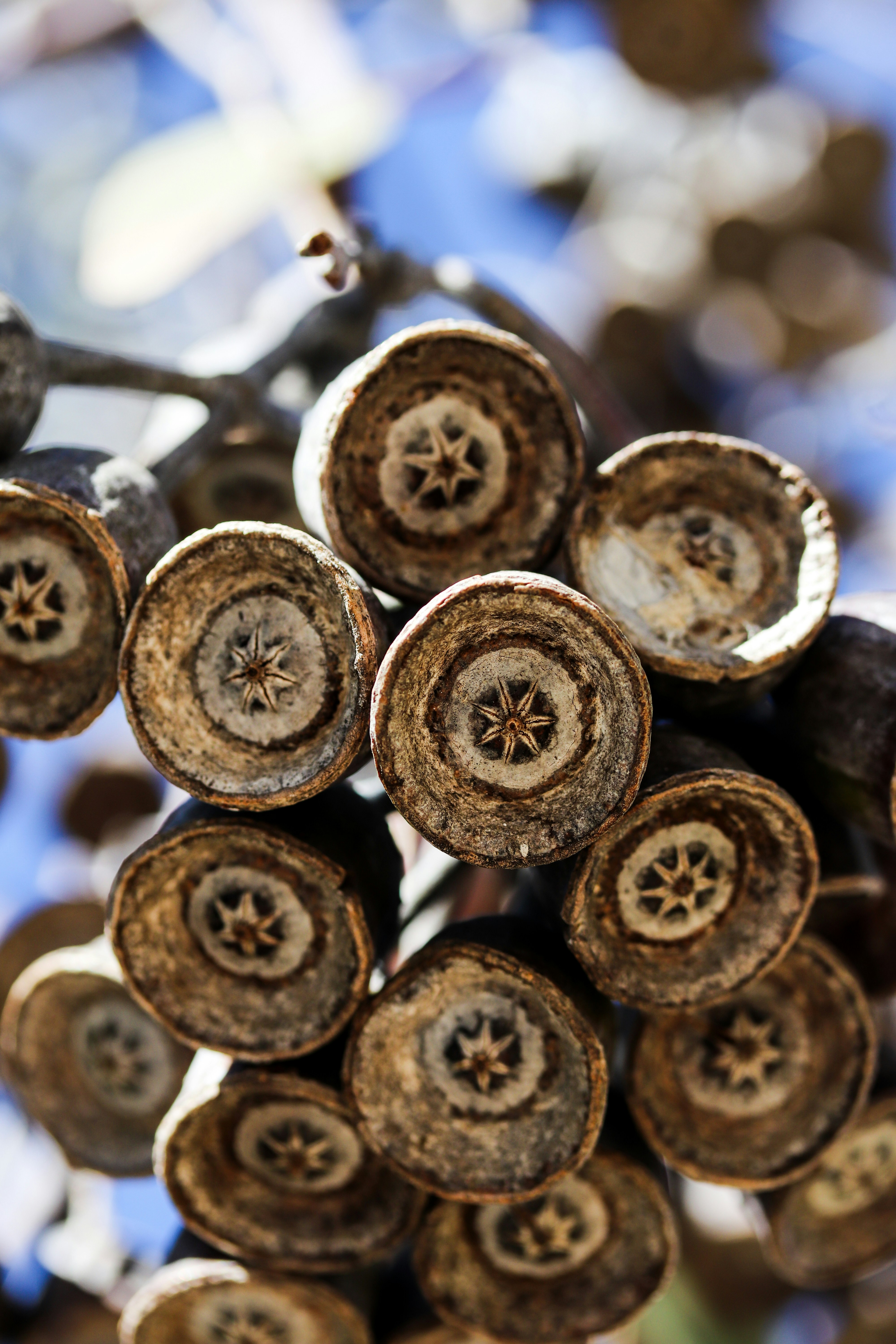 A close up of a bunch of brown objects photo – Free Australia Image on ...