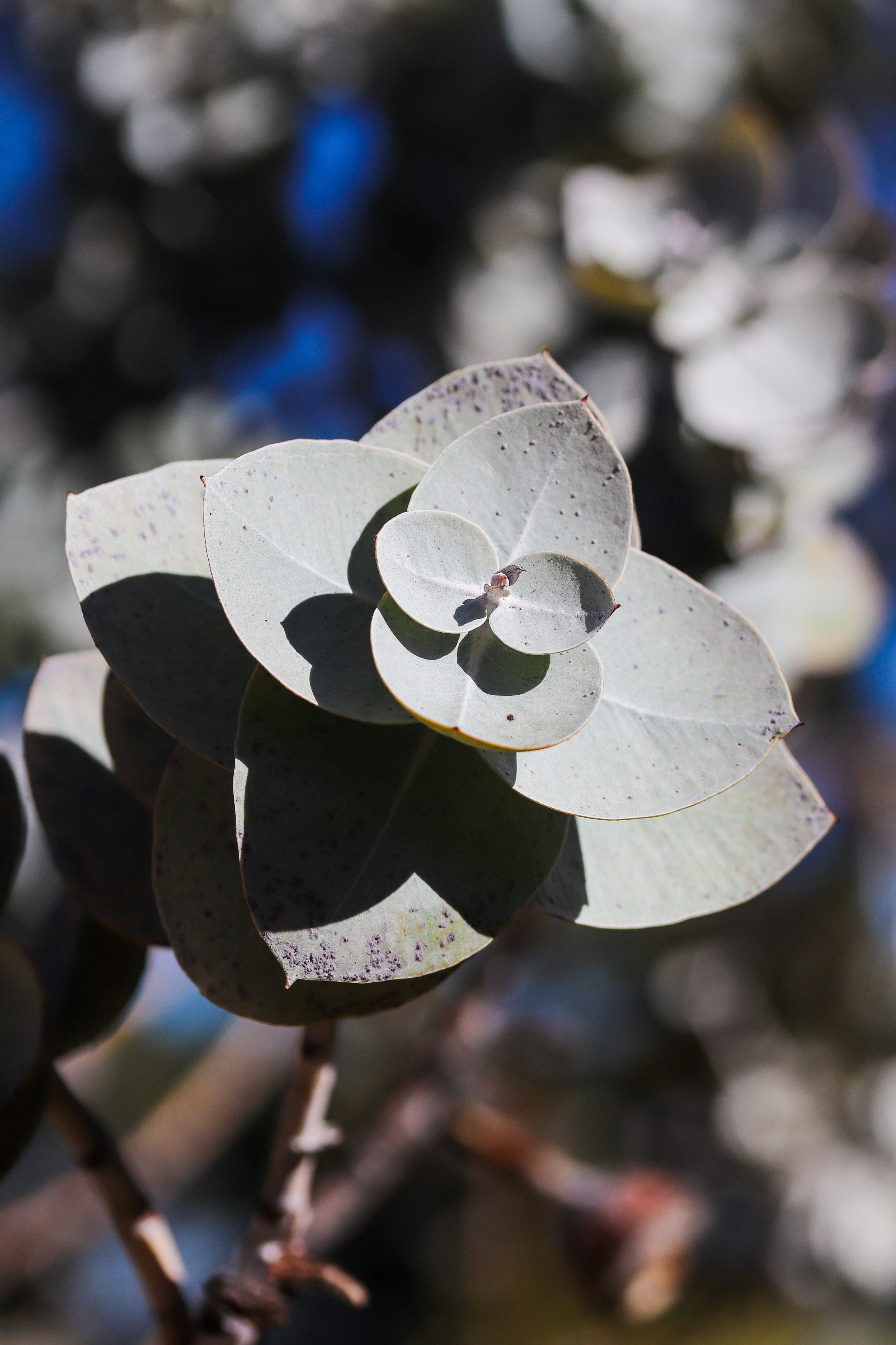 a close up of a flower on a tree branch