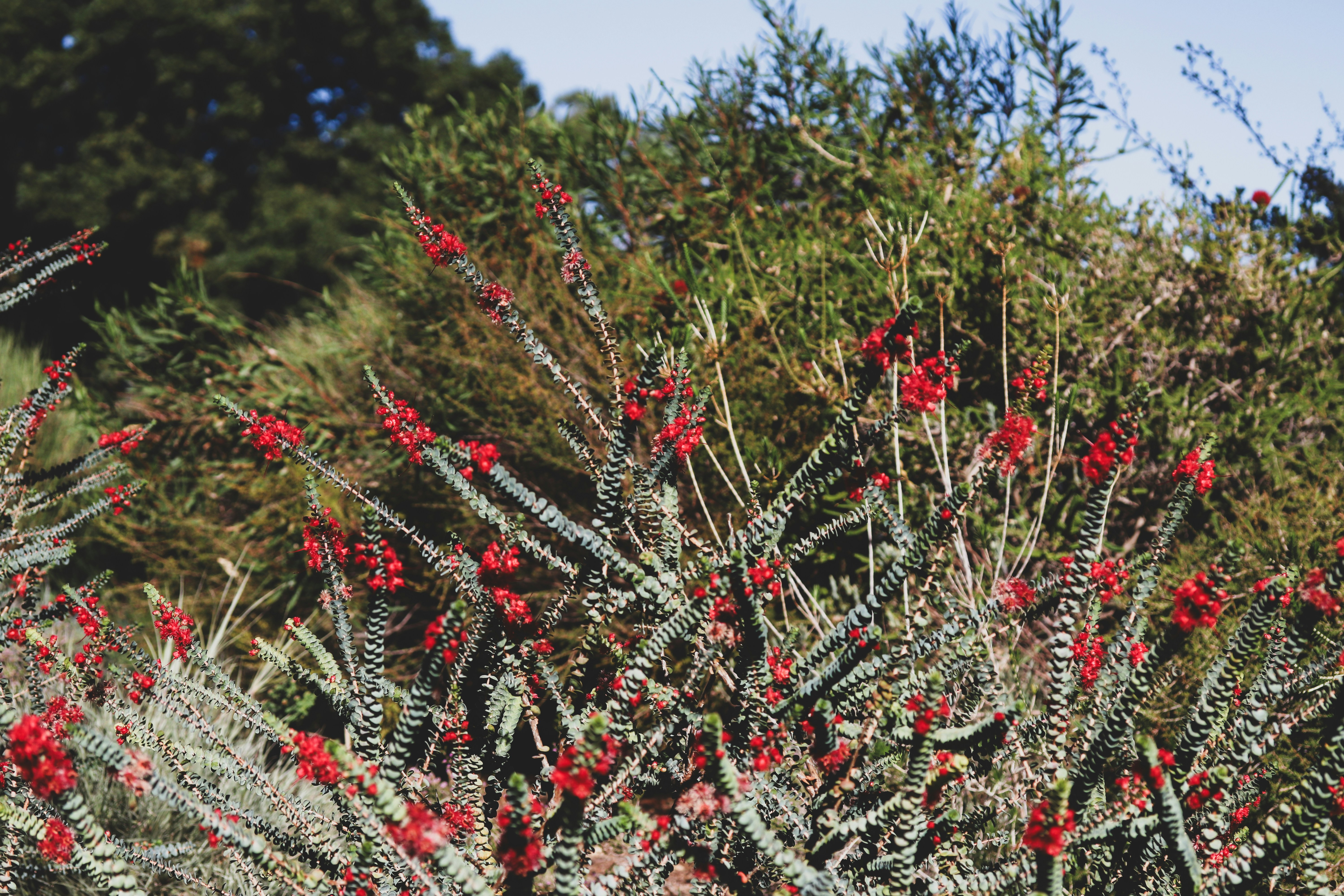 a bush with red flowers and green leaves