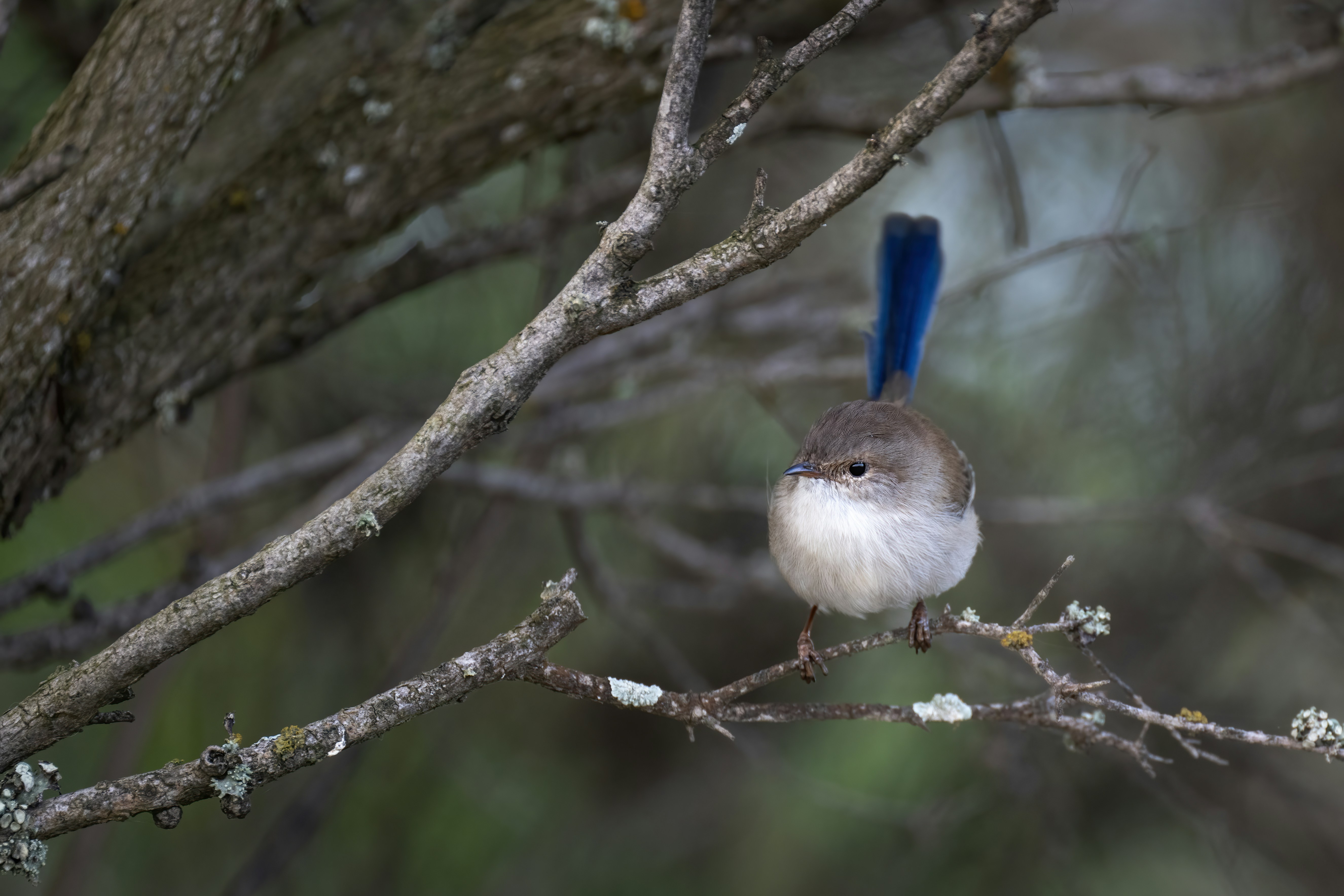A small bird perched gracefully on a branch, showcasing its vibrant blue tail against a blurred green backdrop. The scene captures the essence of its natural habitat.