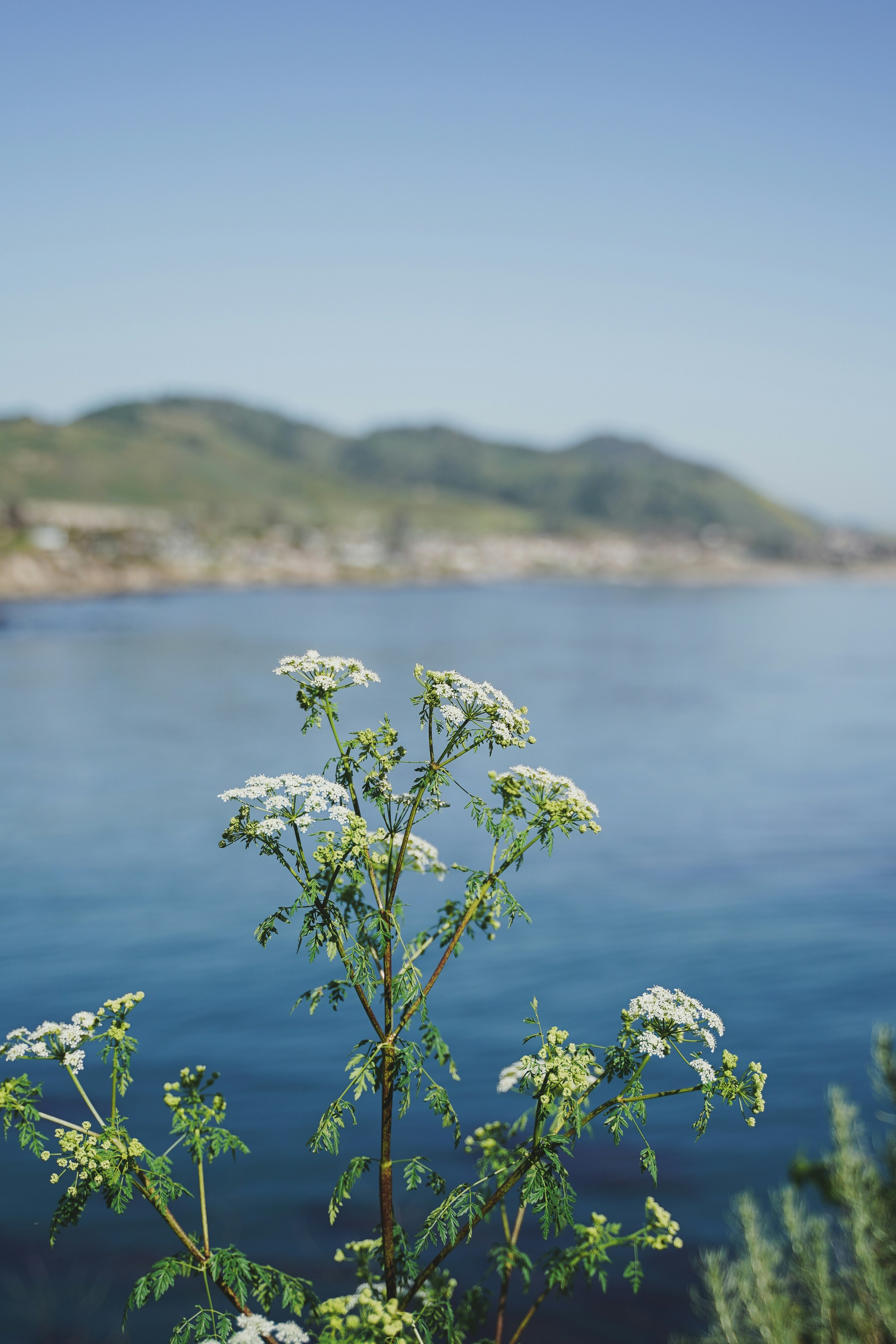White Wildflowers Guard a Sapphire Bay