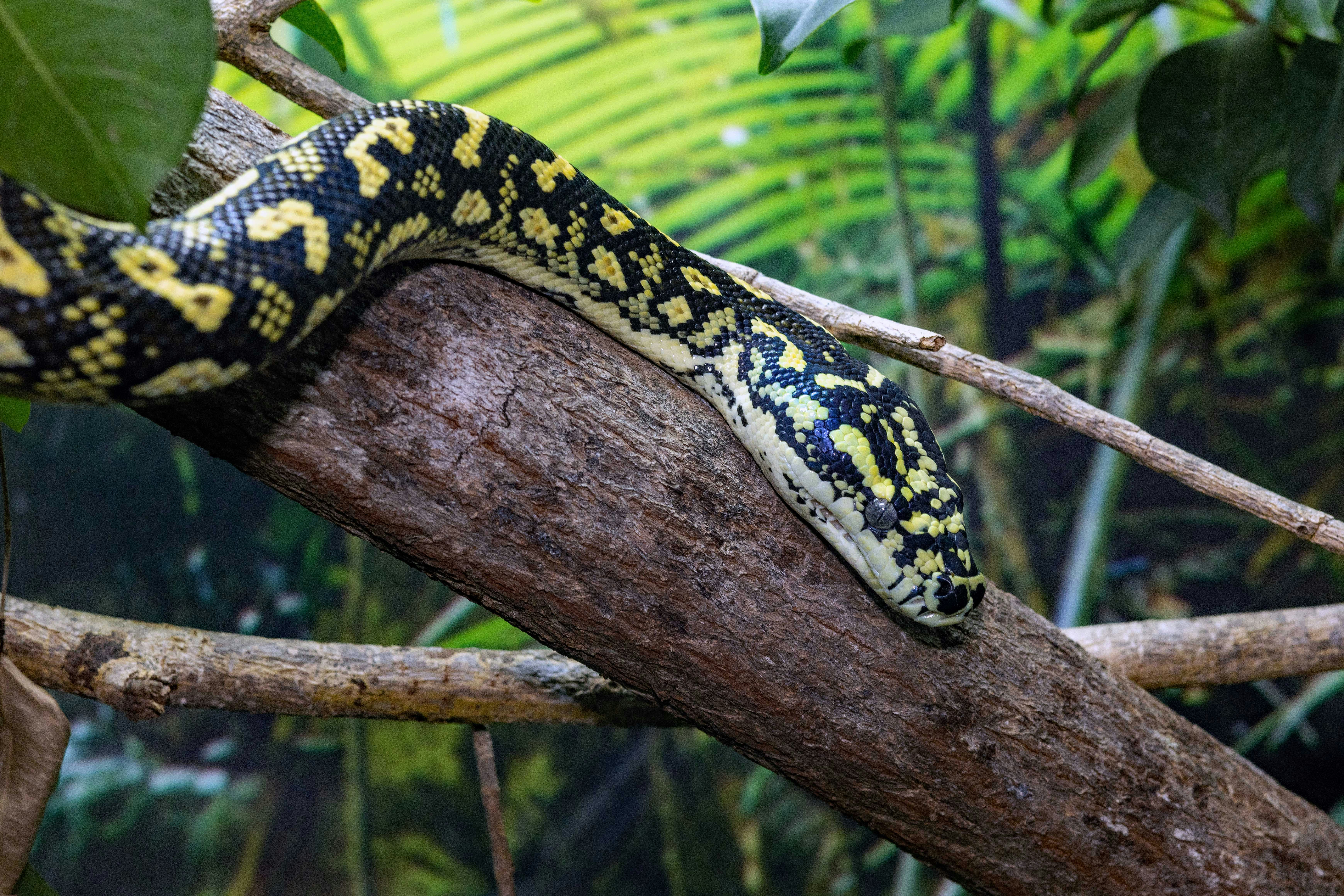 Bilder zum Thema Teppich Schlange | Kostenlose Bilder auf Unsplash ...