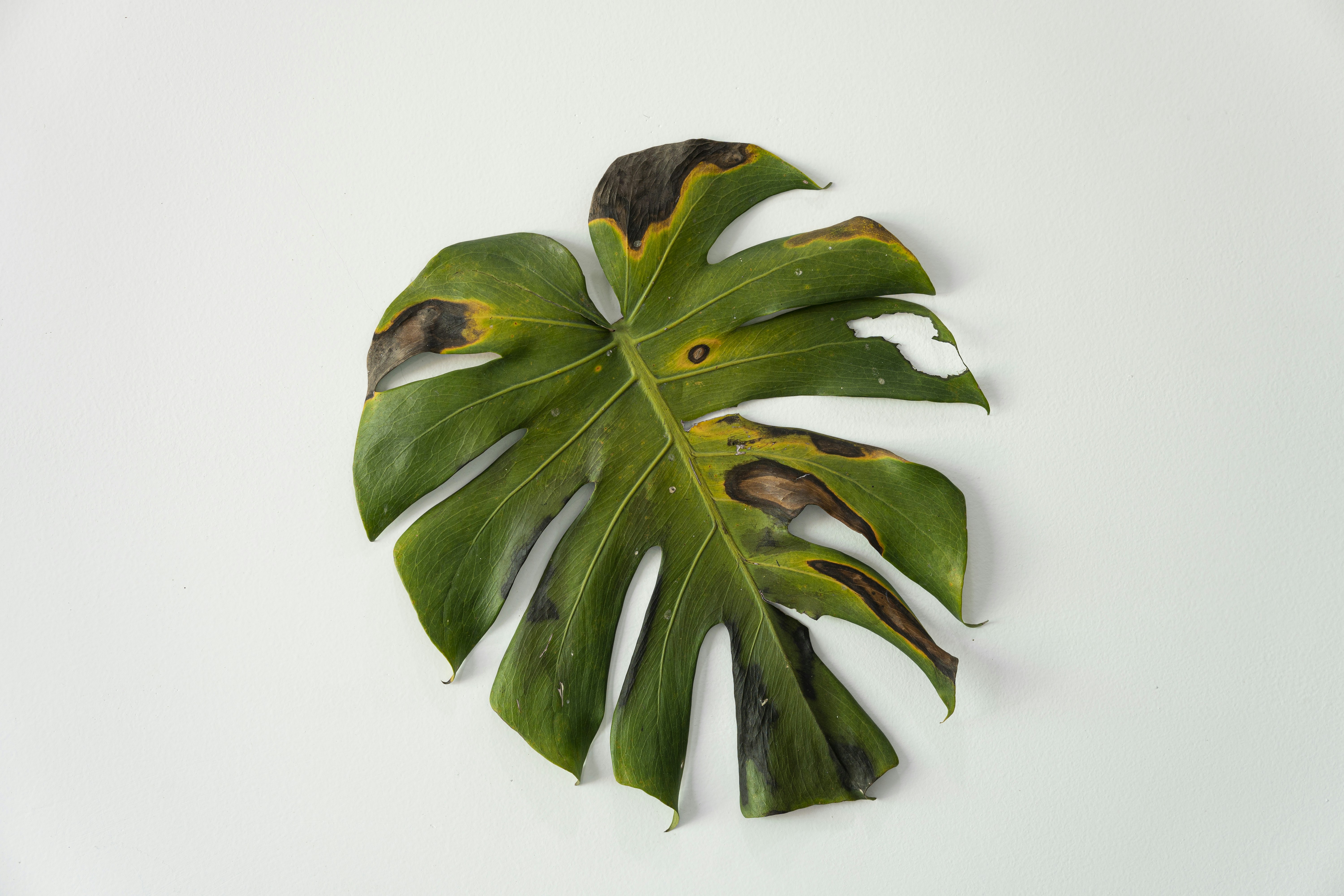 Monstera on White: Subtle Browning Marks in a Minimal Still Life